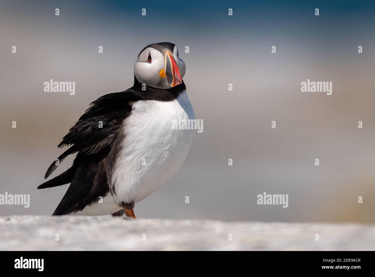 Atlantic Puffin Portrait Stock Photo - Alamy