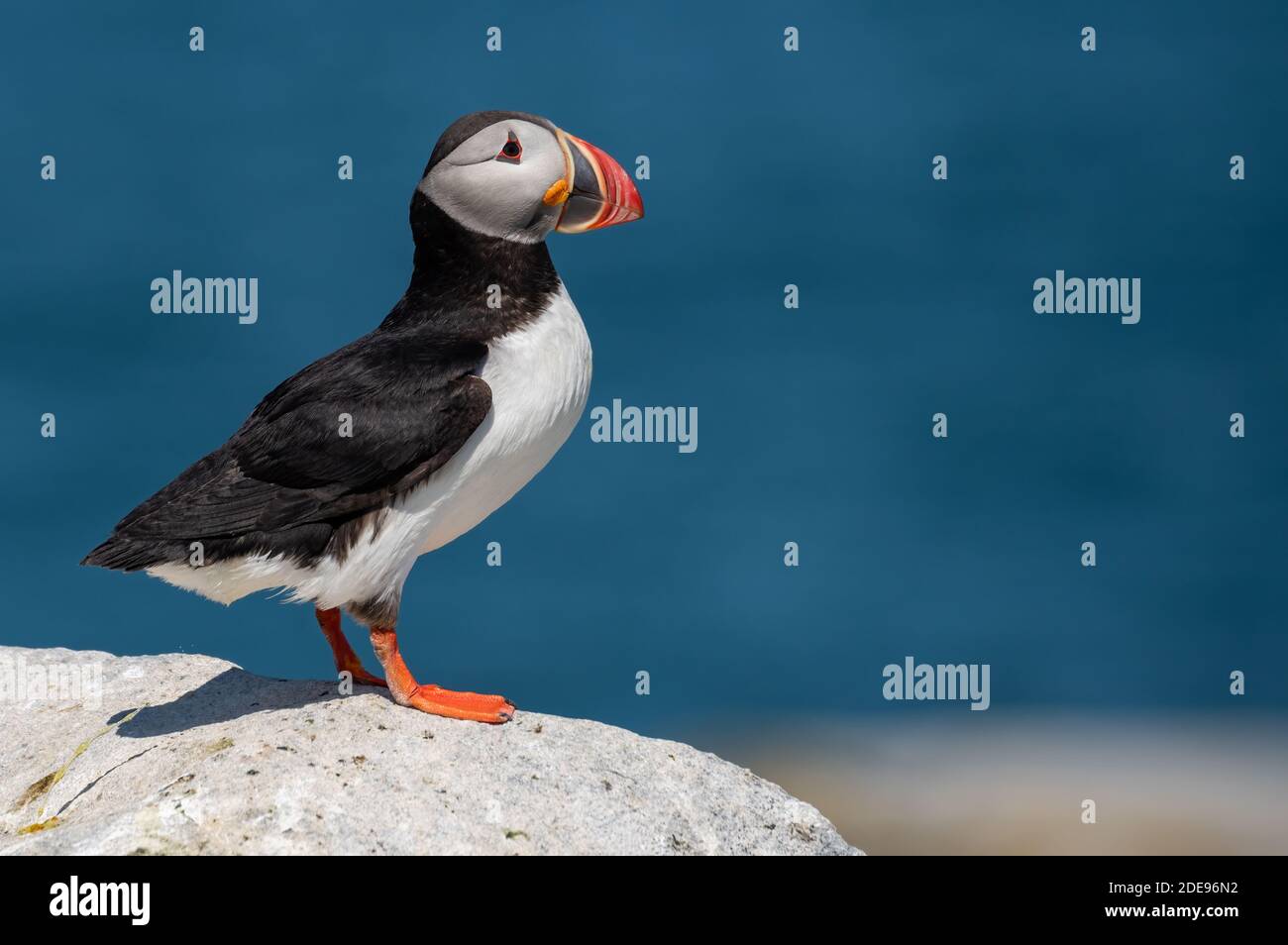 Atlantic Puffin Portrait Stock Photo - Alamy