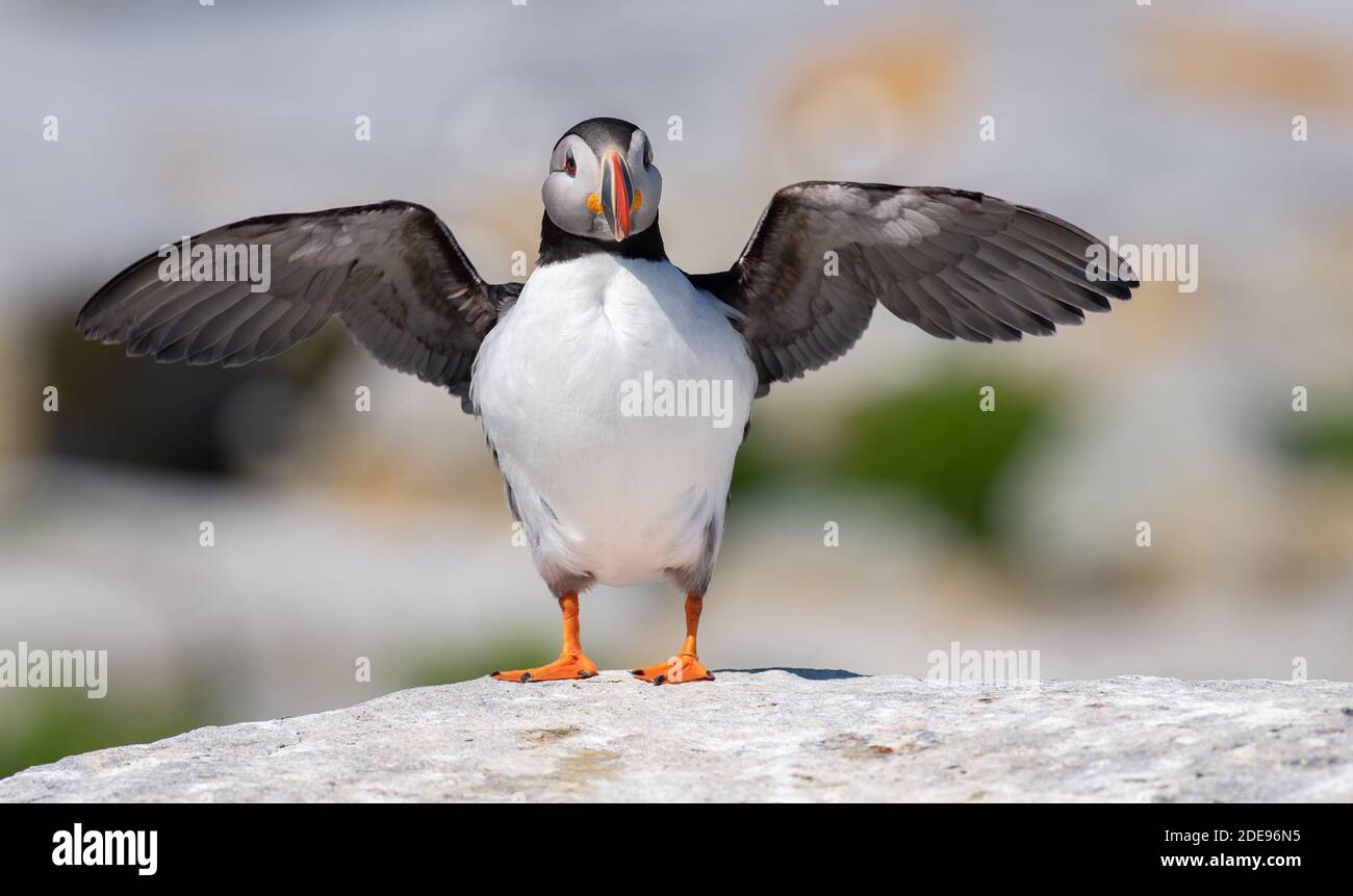 Atlantic Puffin Portrait Stock Photo - Alamy