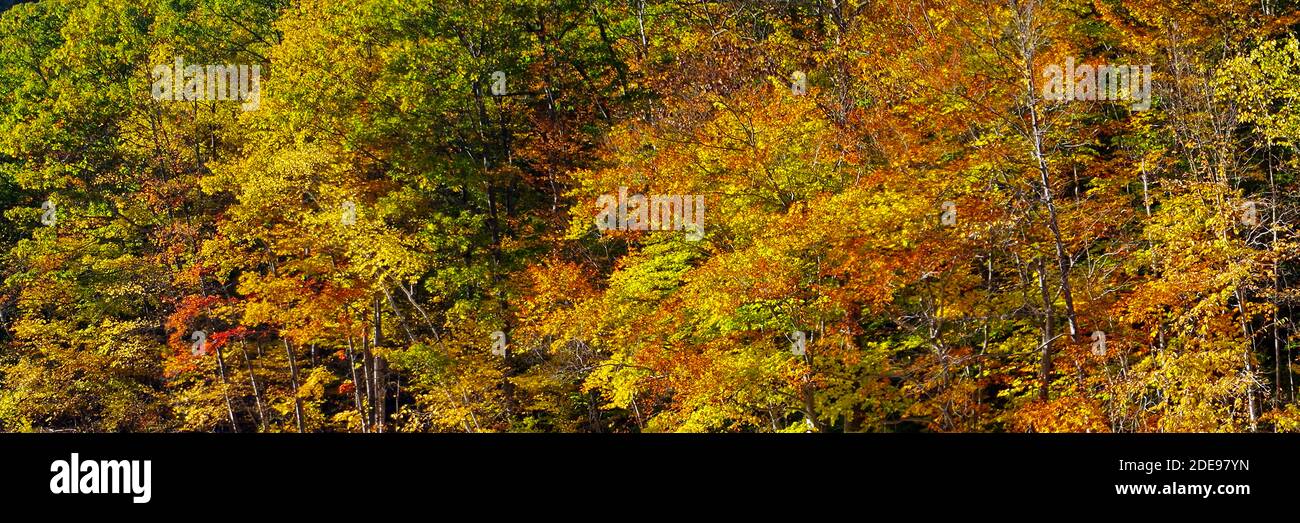 Trees in Color Stock Photo - Alamy