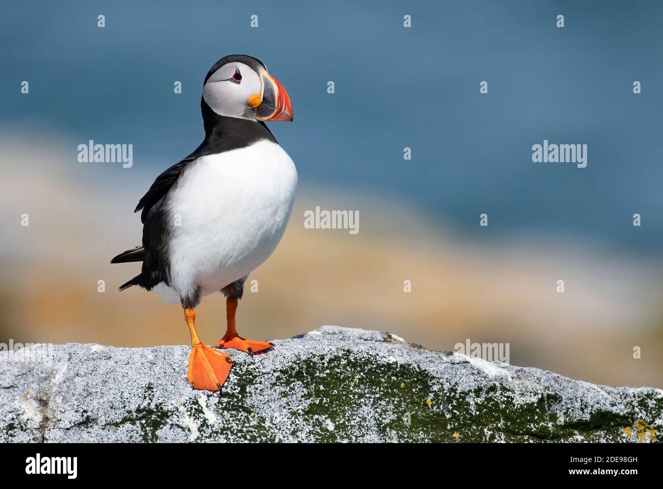 Atlantic Puffin Portrait Stock Photo - Alamy