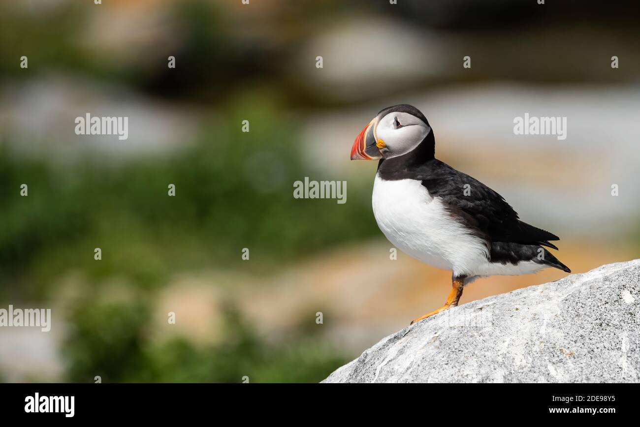 Atlantic Puffin Portrait Stock Photo - Alamy