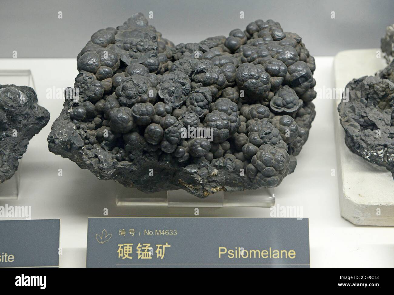 A sample of psilomelane manganese oxide rock on display at the museum ...