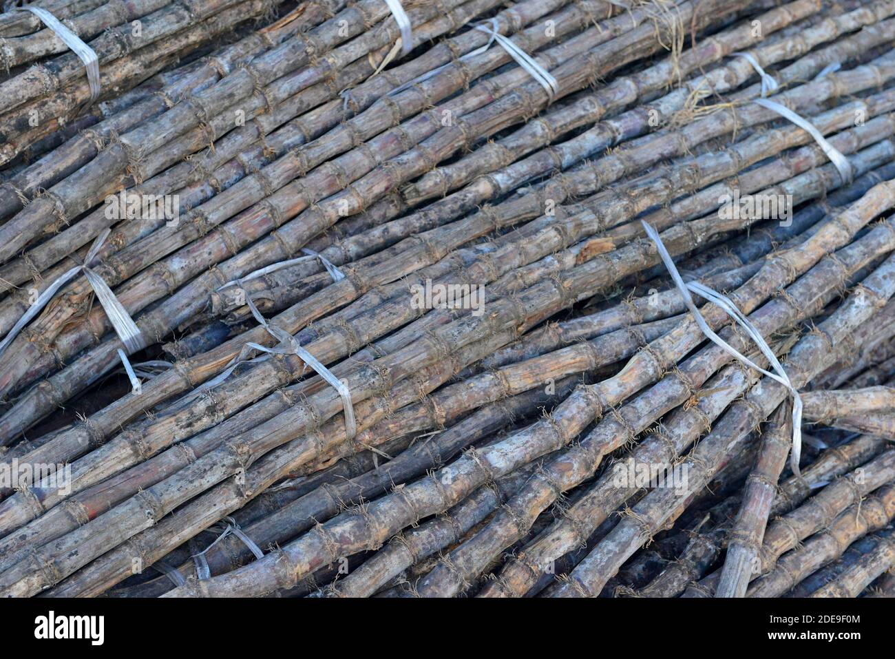 Sugar cane bundle hi-res stock photography and images - Alamy