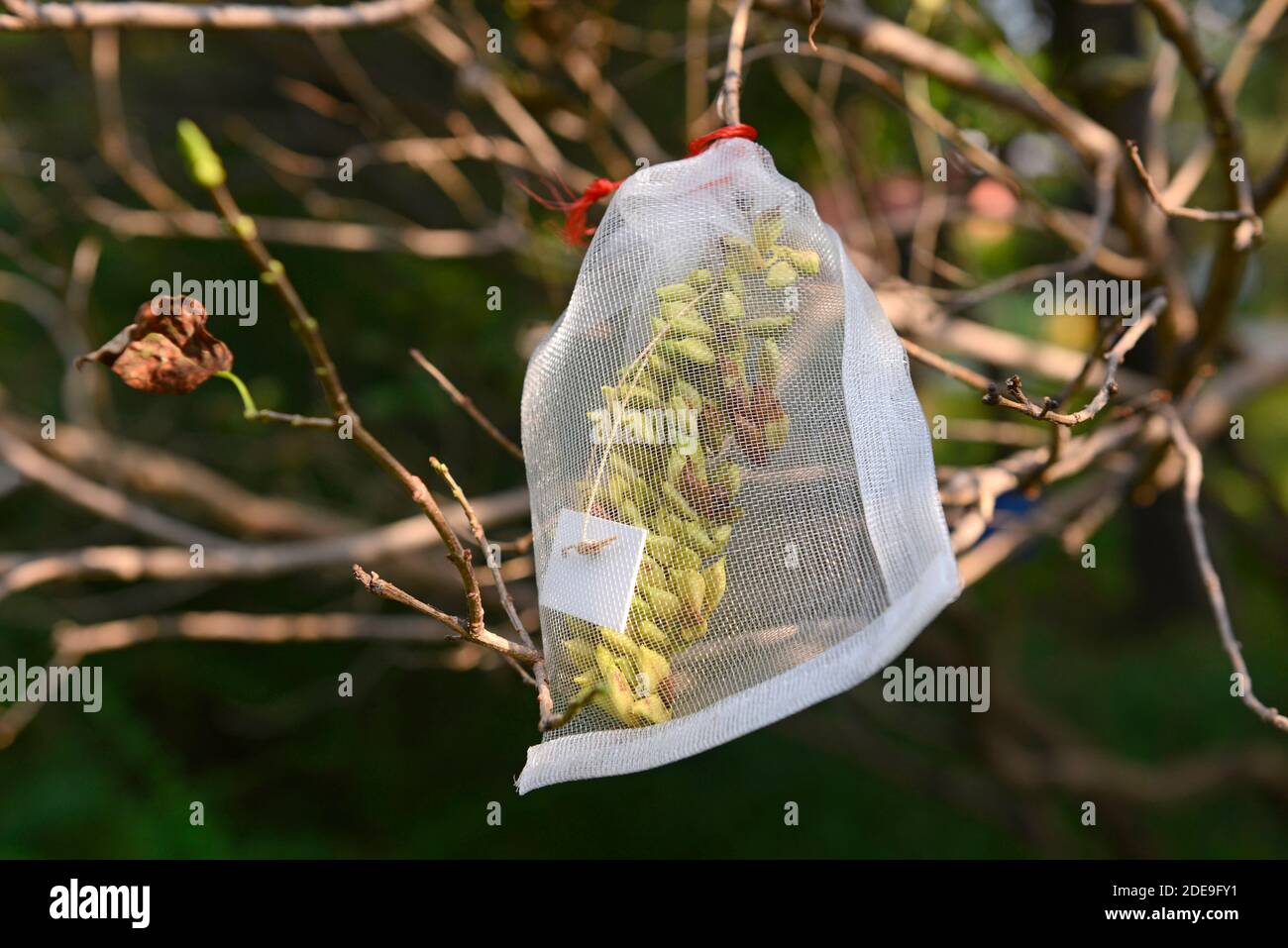 Seed collection hi-res stock photography and images - Alamy