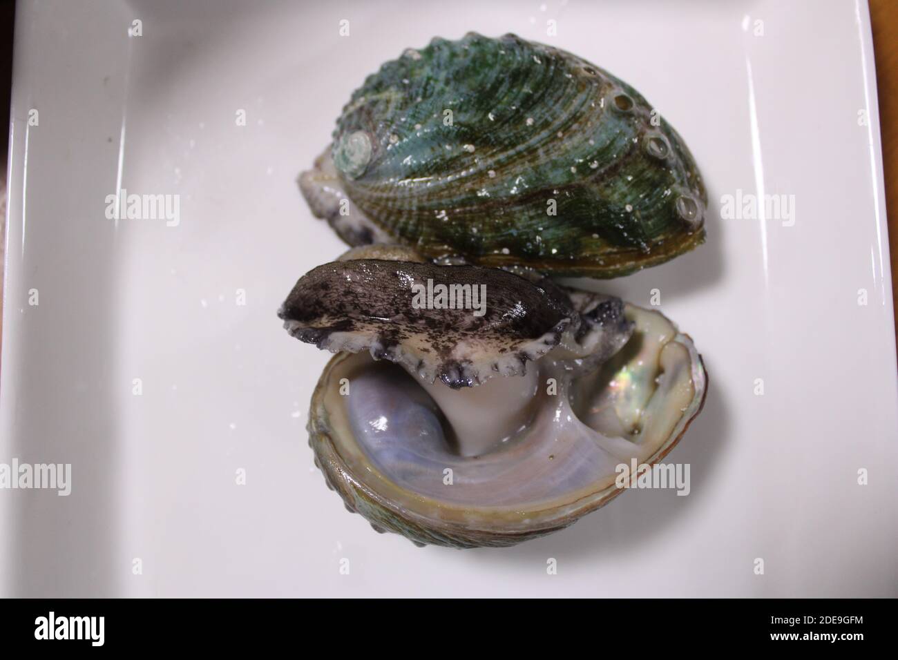 Abalone