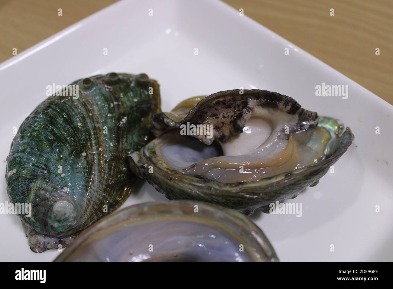 Live abalones hi-res stock photography and images - Alamy