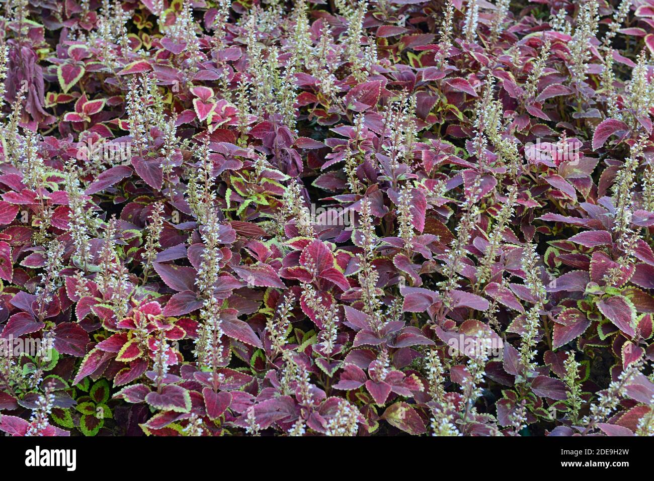 A bed of purple Salvia officinalis bedding plants flowers profusely in ...