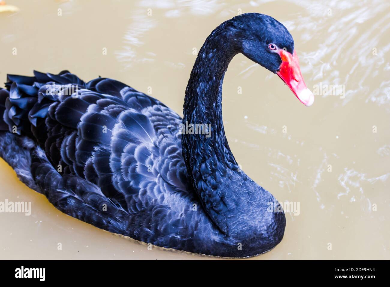 black swan swimming on a pool Stock Photo - Alamy