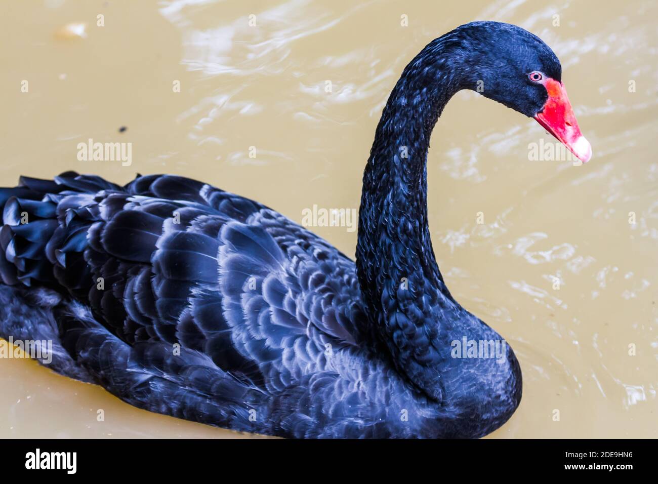 black swan swimming on a pool Stock Photo - Alamy