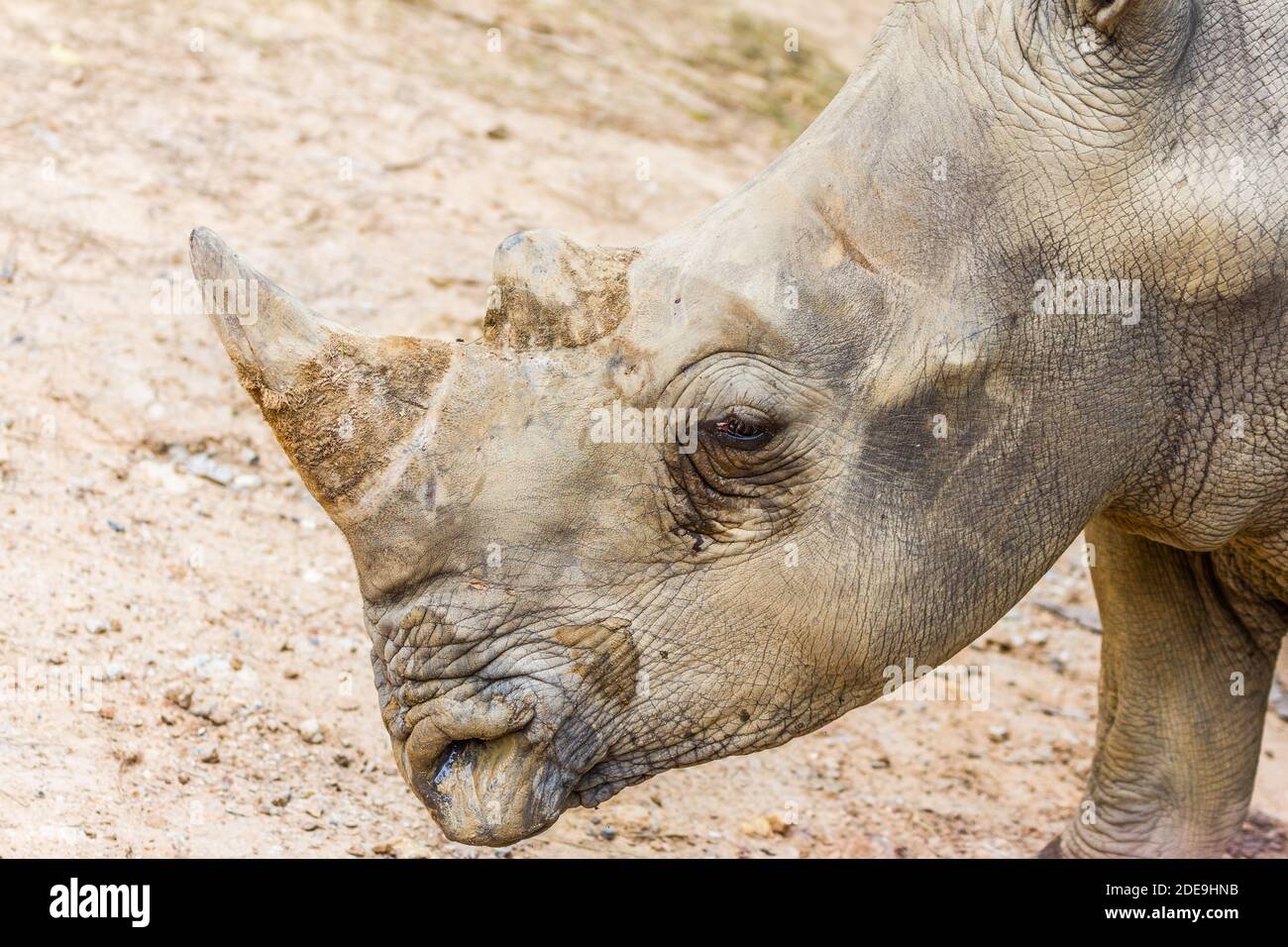 side view of the head of a large white rhino with blood Stock Photo - Alamy