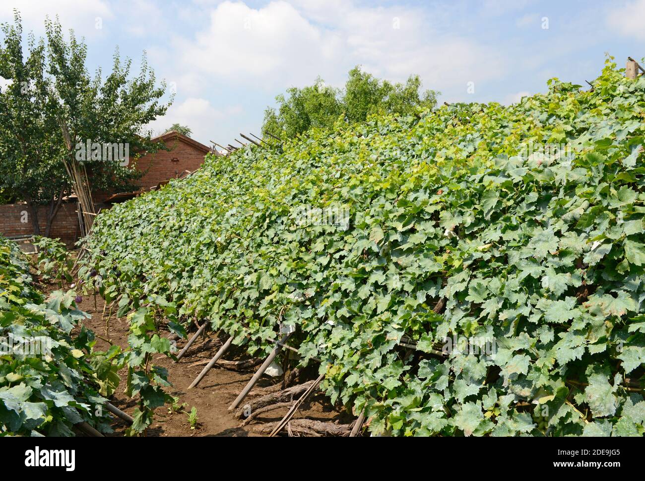 Managed grape vines hi-res stock photography and images - Alamy