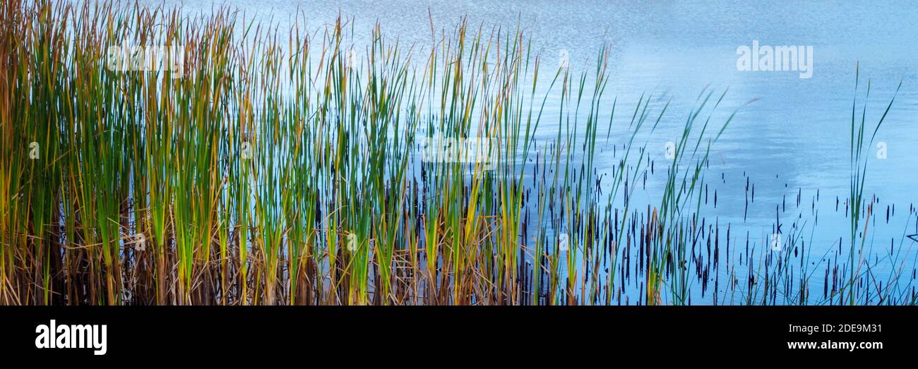 Reeds in Water Stock Photo - Alamy