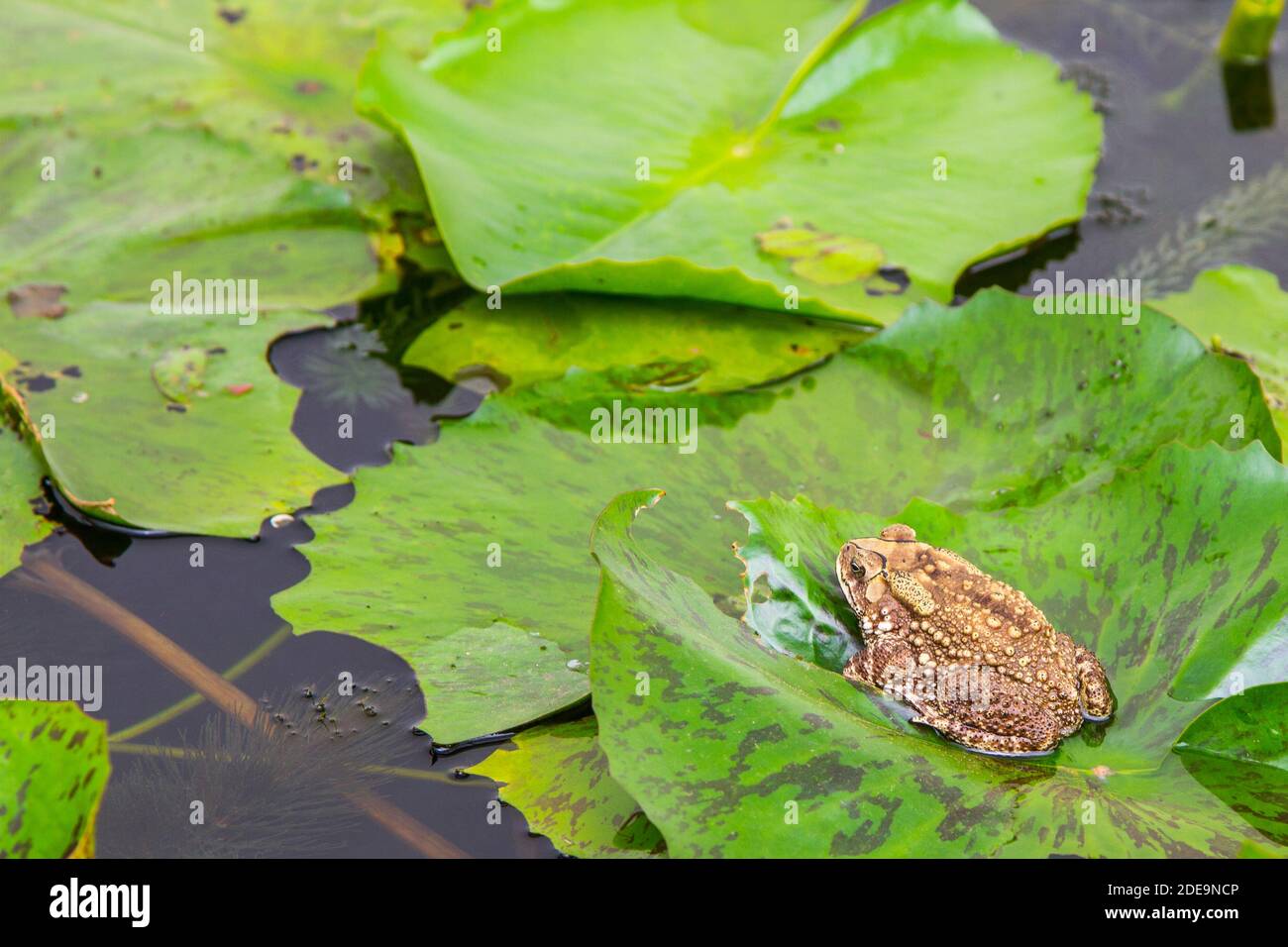 Toad (Bufo melanostictus) on lotus leaf Stock Photo - Alamy