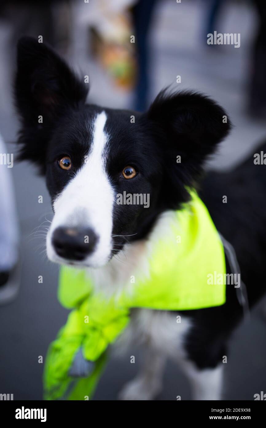 Chiens jaunes hi-res stock photography and images - Alamy