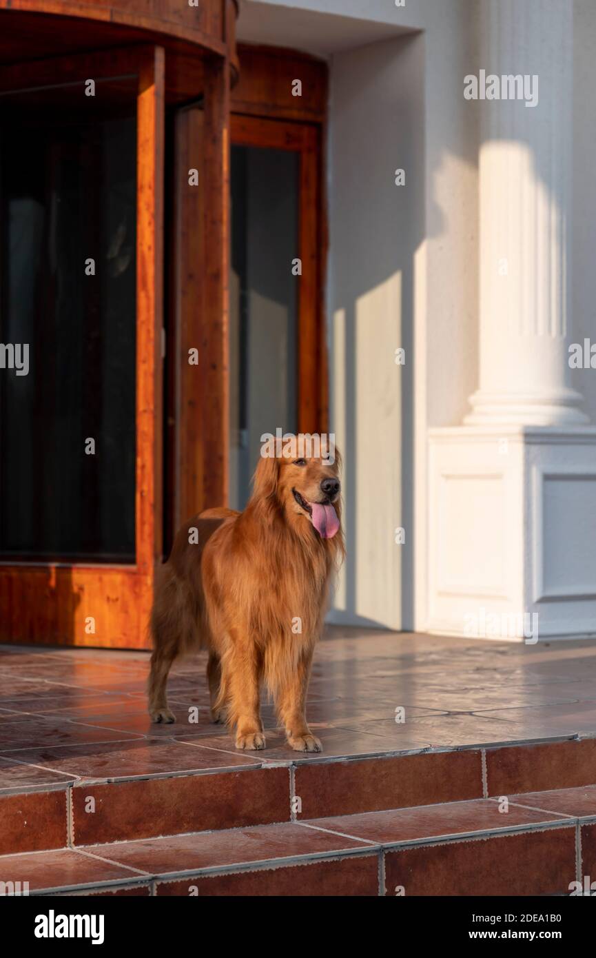 Golden Retriever stands alone at the door Stock Photo - Alamy