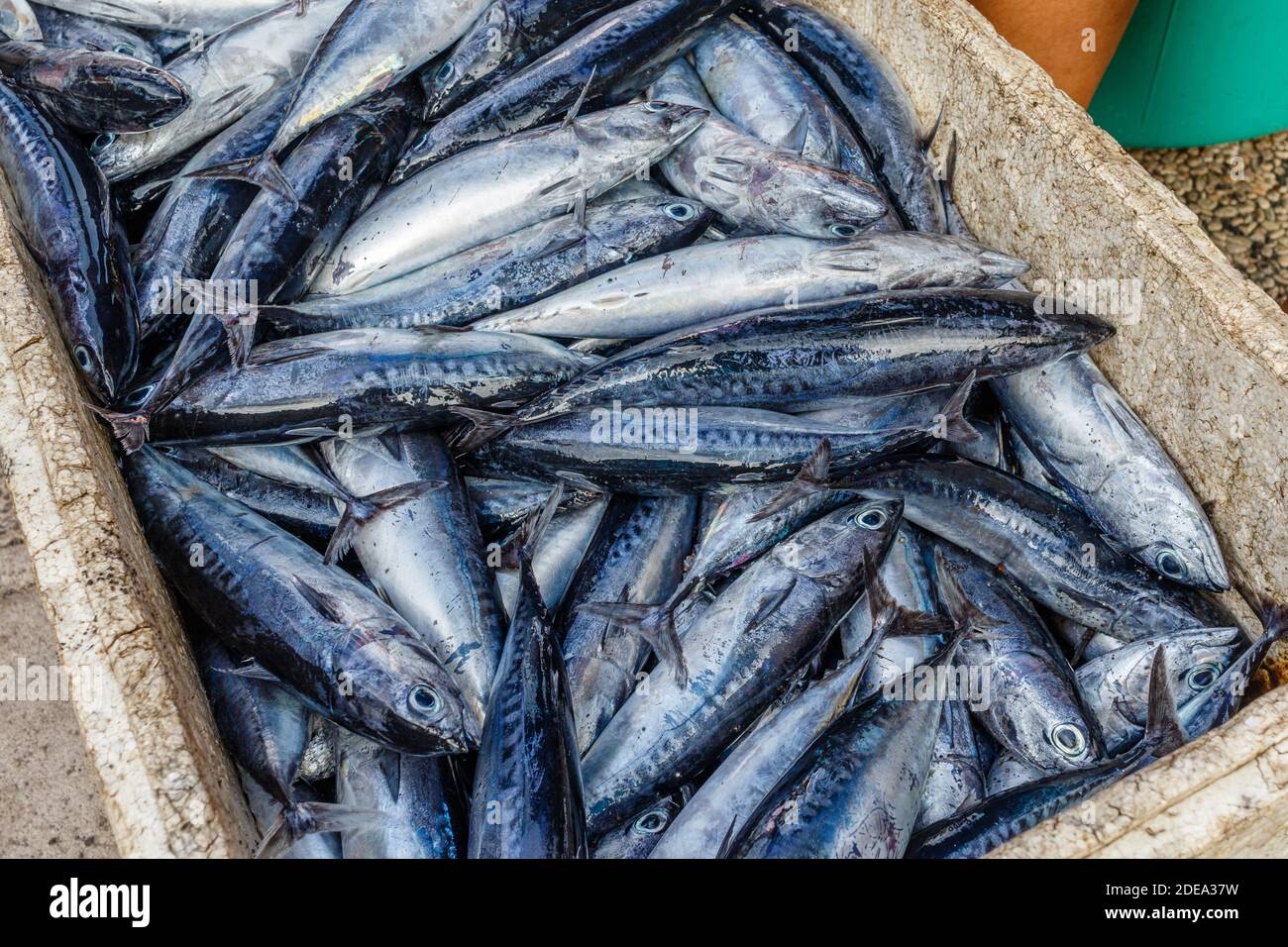 Mackerel fish from family Scombridae - fresh morning catch on a market ...