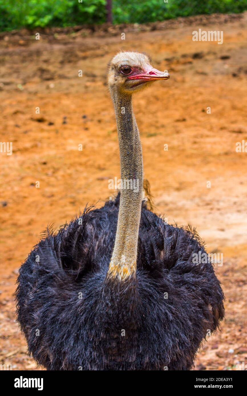 Ostrich neak in the morning Stock Photo - Alamy