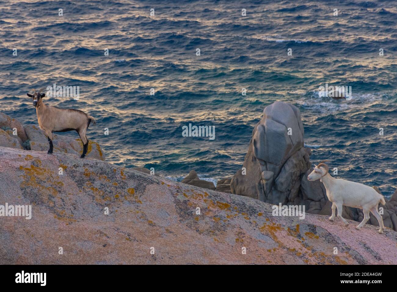 The scape goat hi-res stock photography and images - Alamy