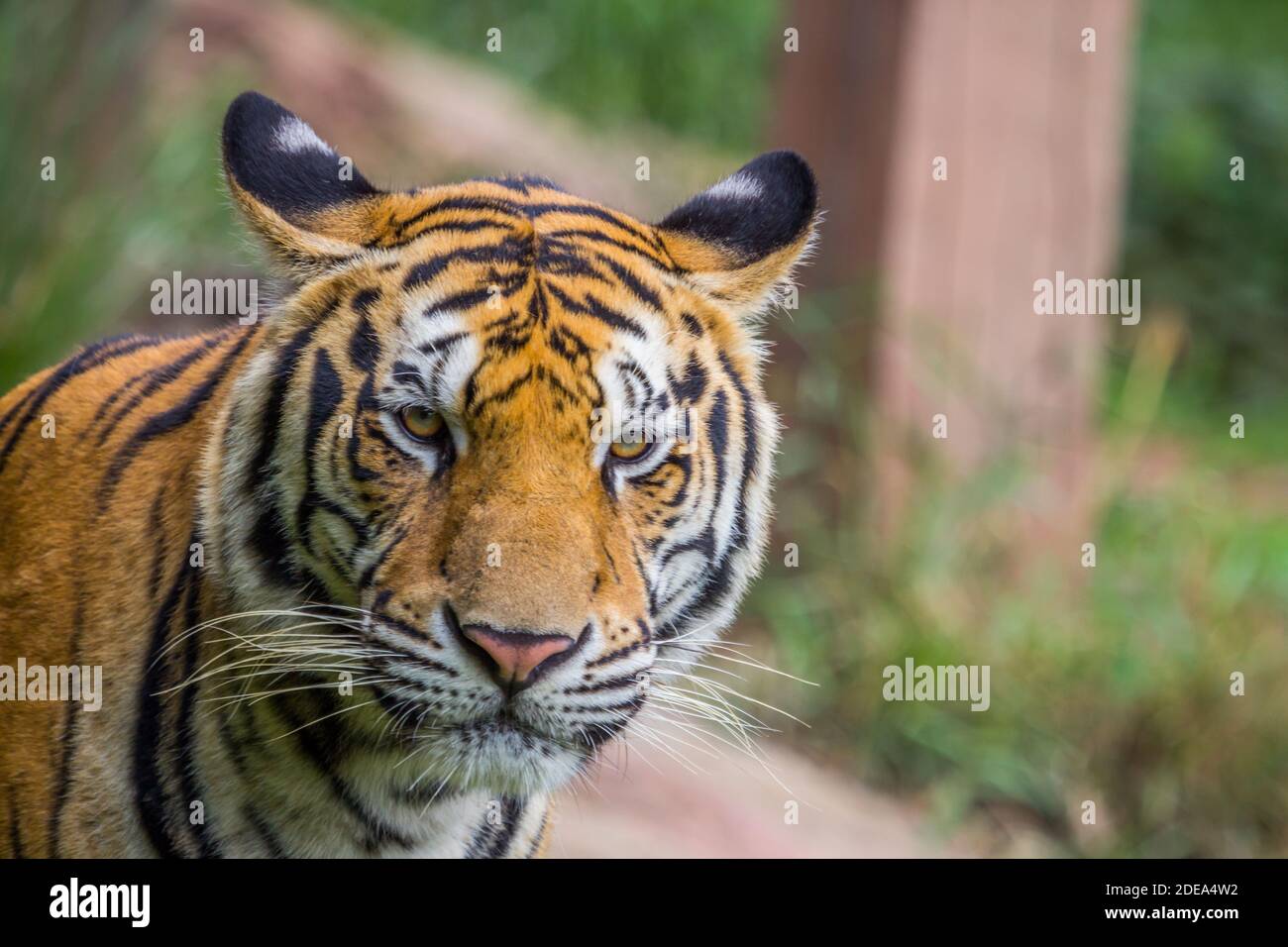 head of Royal Bengal tiger alert and staring at the camera Stock Photo ...