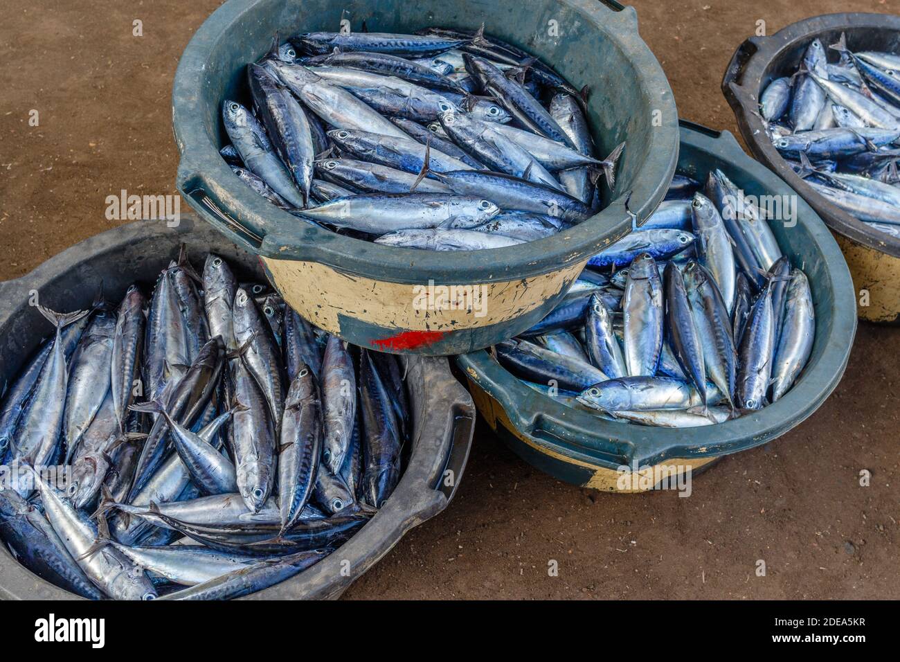 Mackerel fish from family Scombridae - fresh morning catch on a market ...