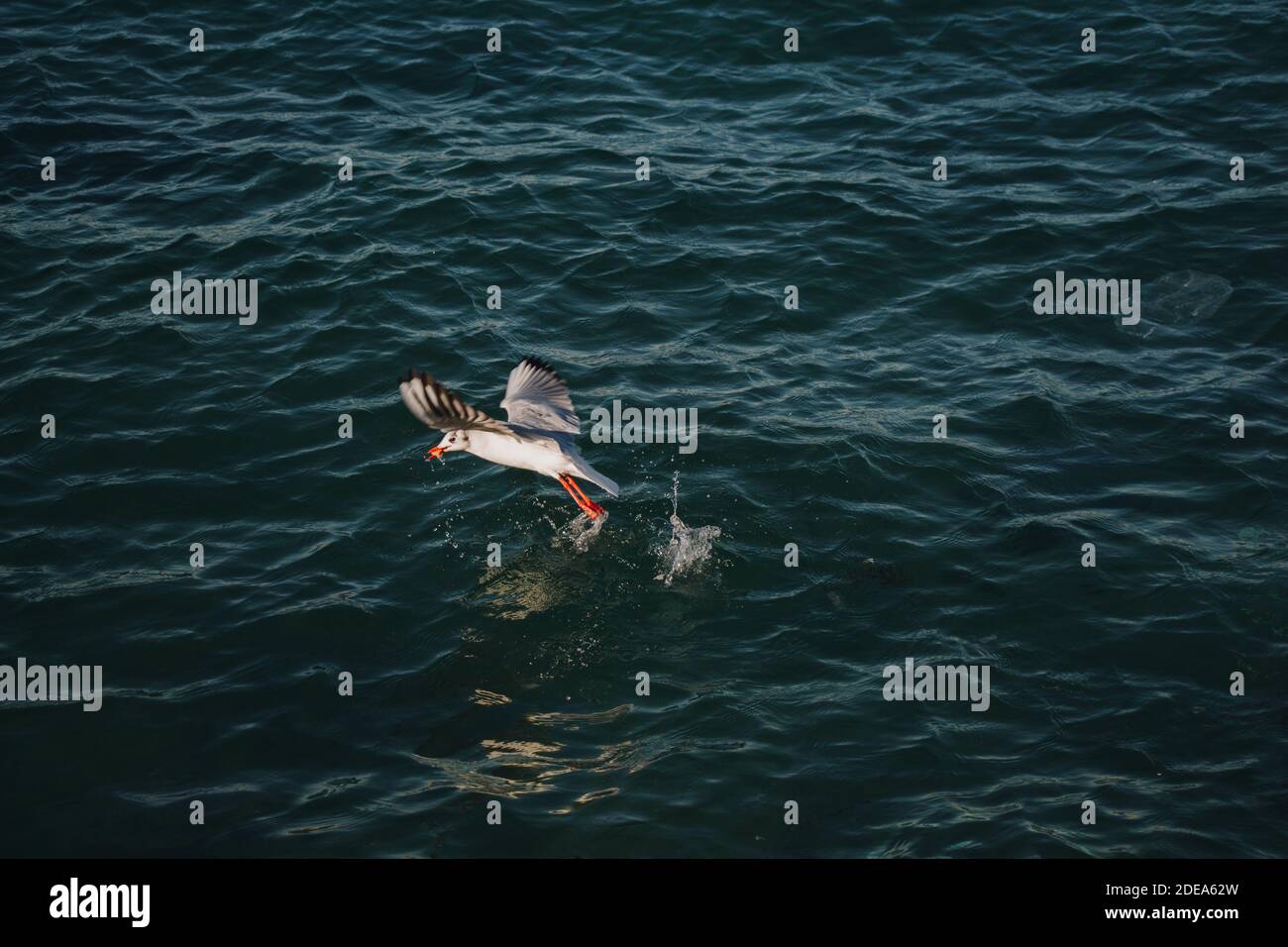 Seagull is seen over the sea water as sea bird Stock Photo - Alamy