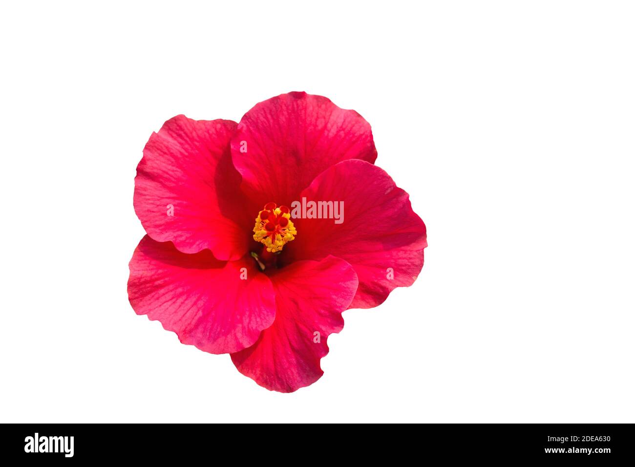 Macro of pink China Rose flower (Chinese hibiscus, Hibiscus rosa ...
