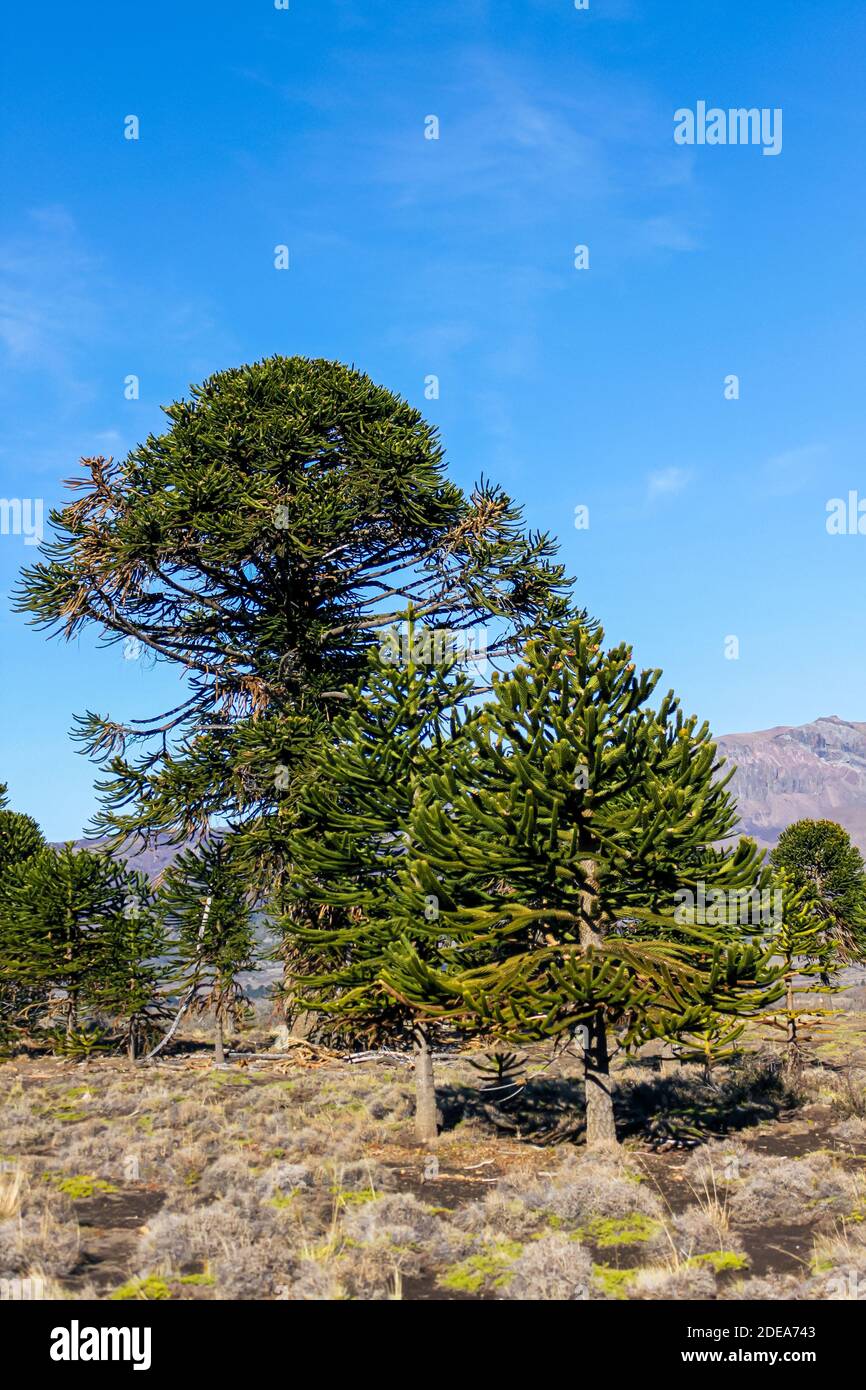 Araucaria forest in the central and northern region of the Neuquen ...
