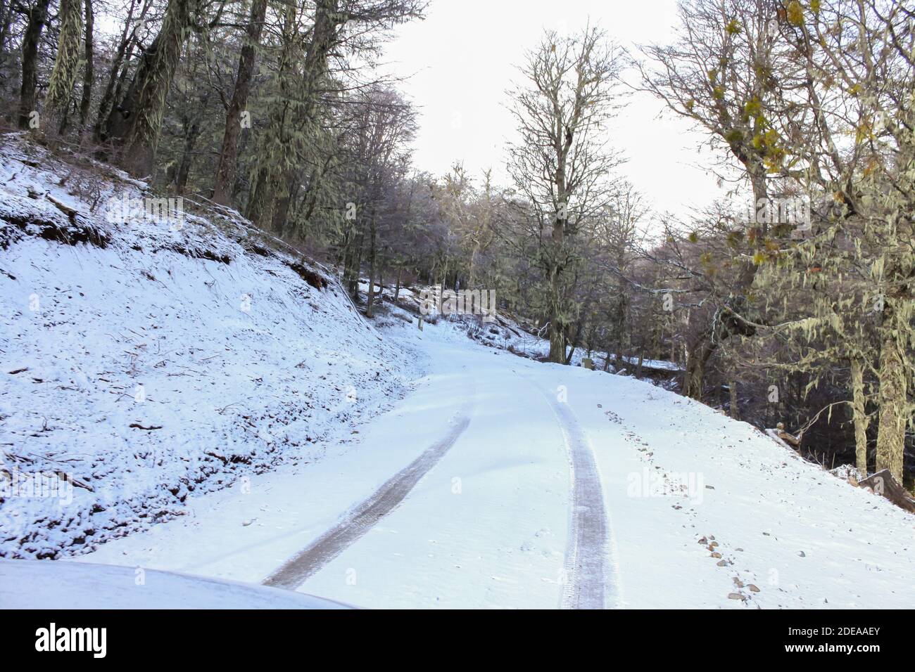 Mountain path covered with snow through the forest in Patagonia Stock ...