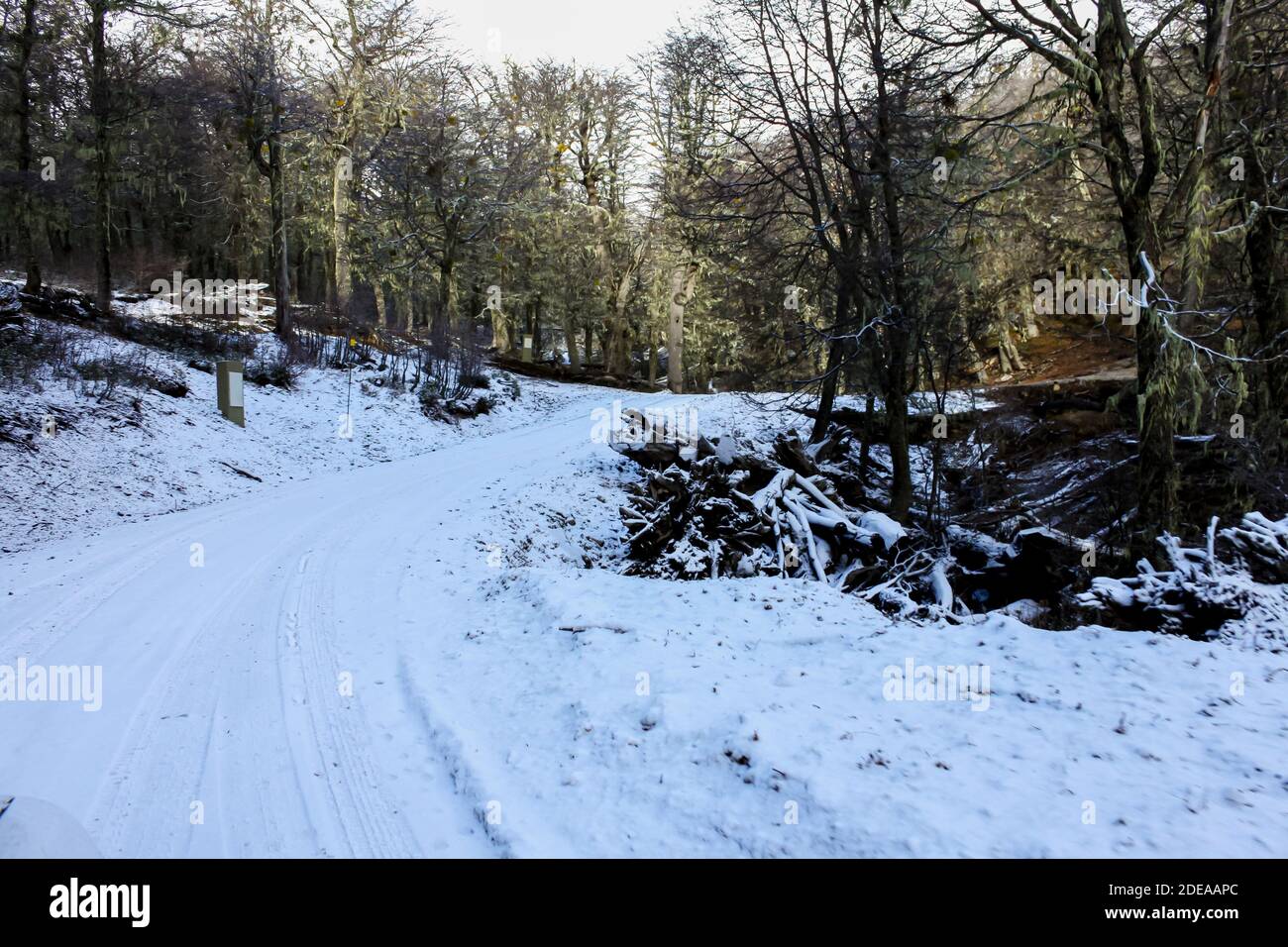 Mountain path covered with snow through the forest in Patagonia Stock ...