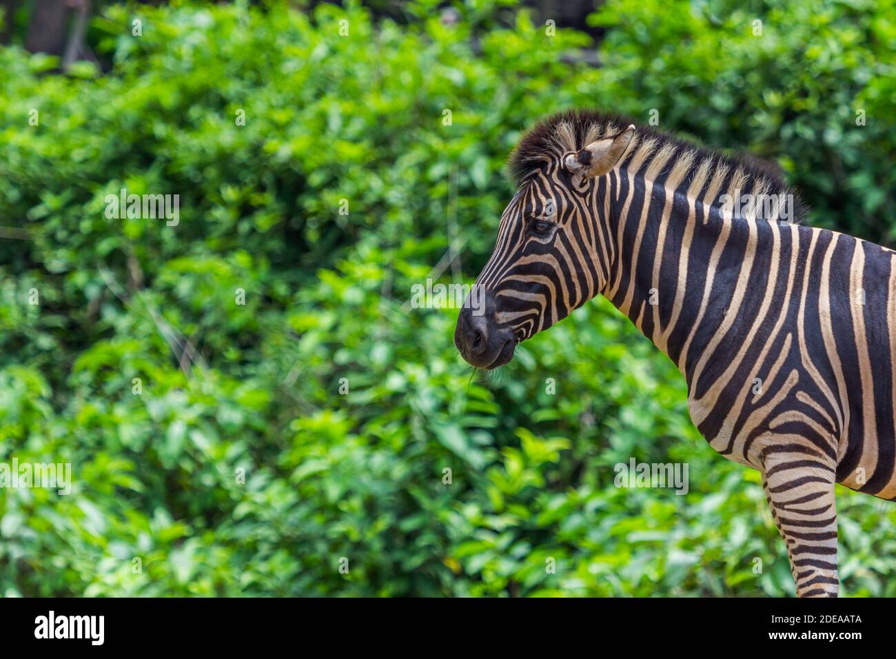 Zebra portrait face and head, Nature Stock Photo - Alamy