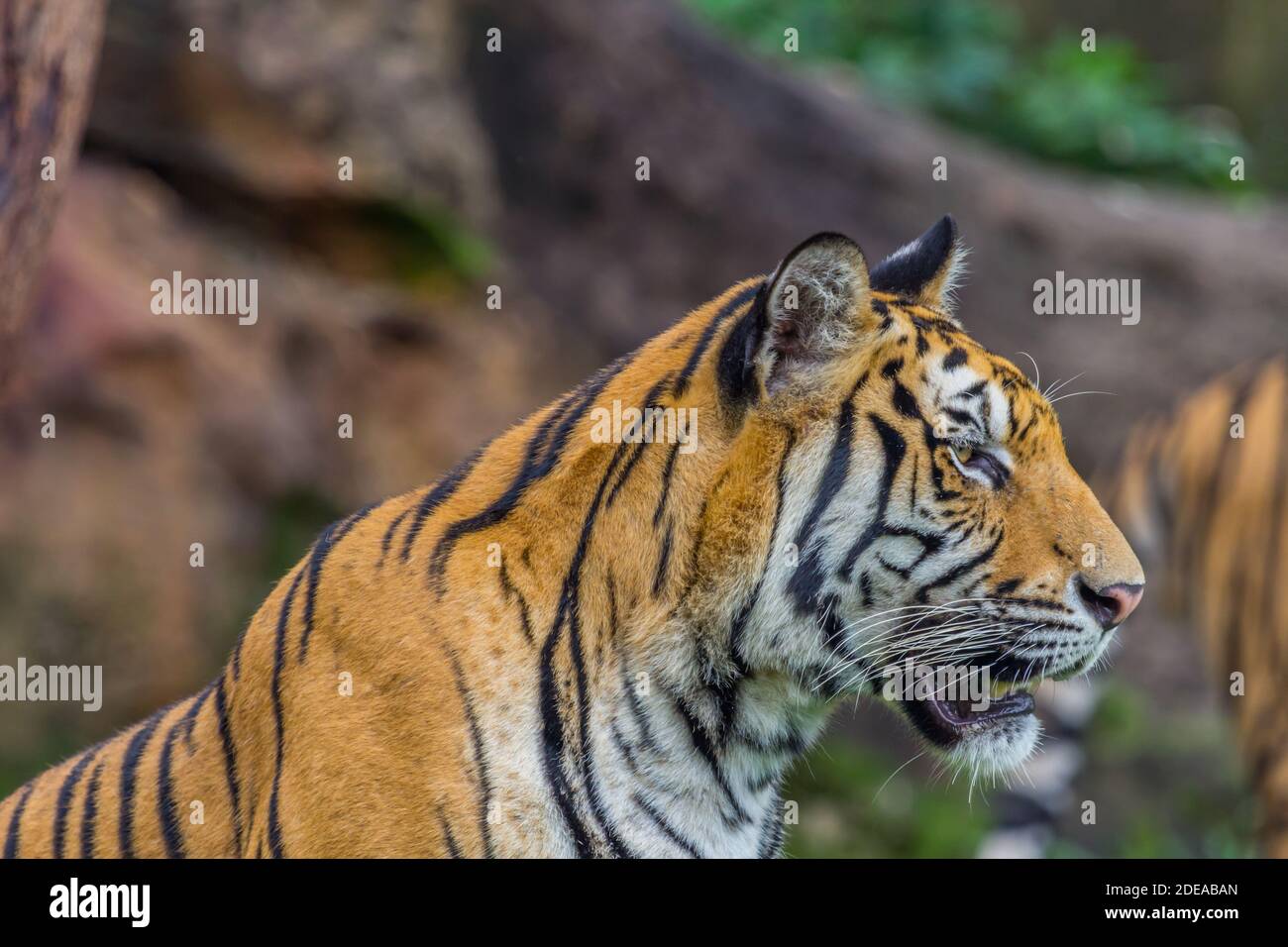 Side view of Tiger face , Nature Stock Photo - Alamy