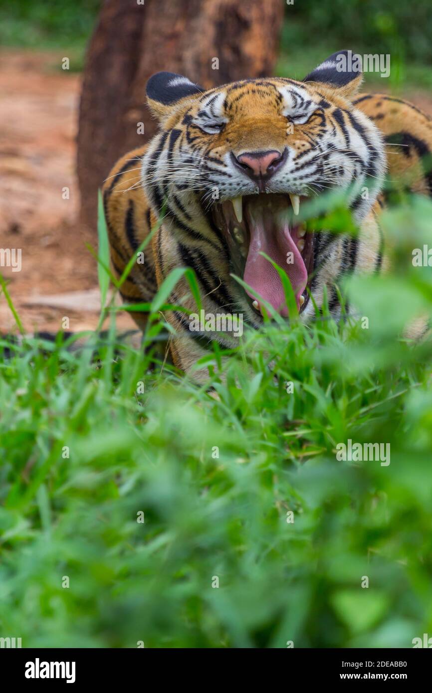 Tiger angry , Nature Stock Photo - Alamy
