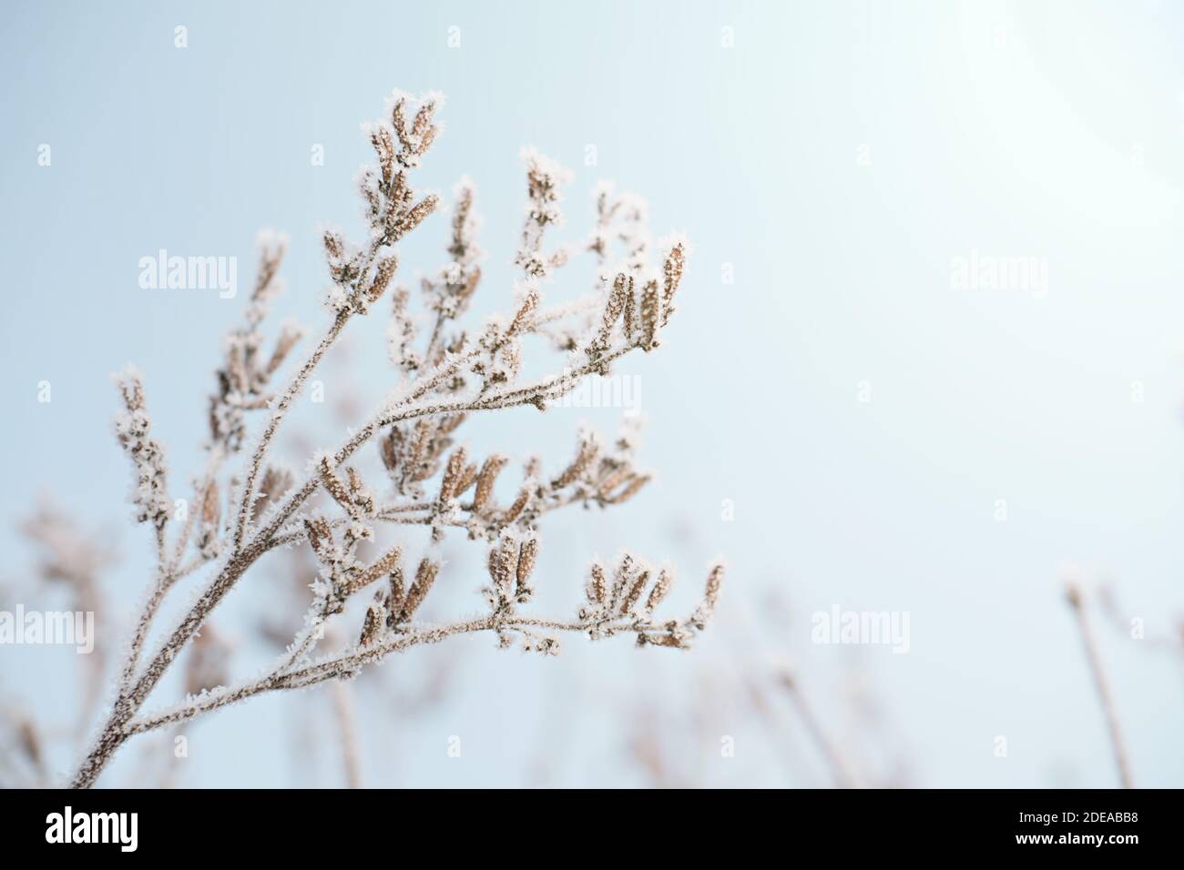 Frozen plants in winter. Dry branch covered with the hoar-frost. Frozen ...
