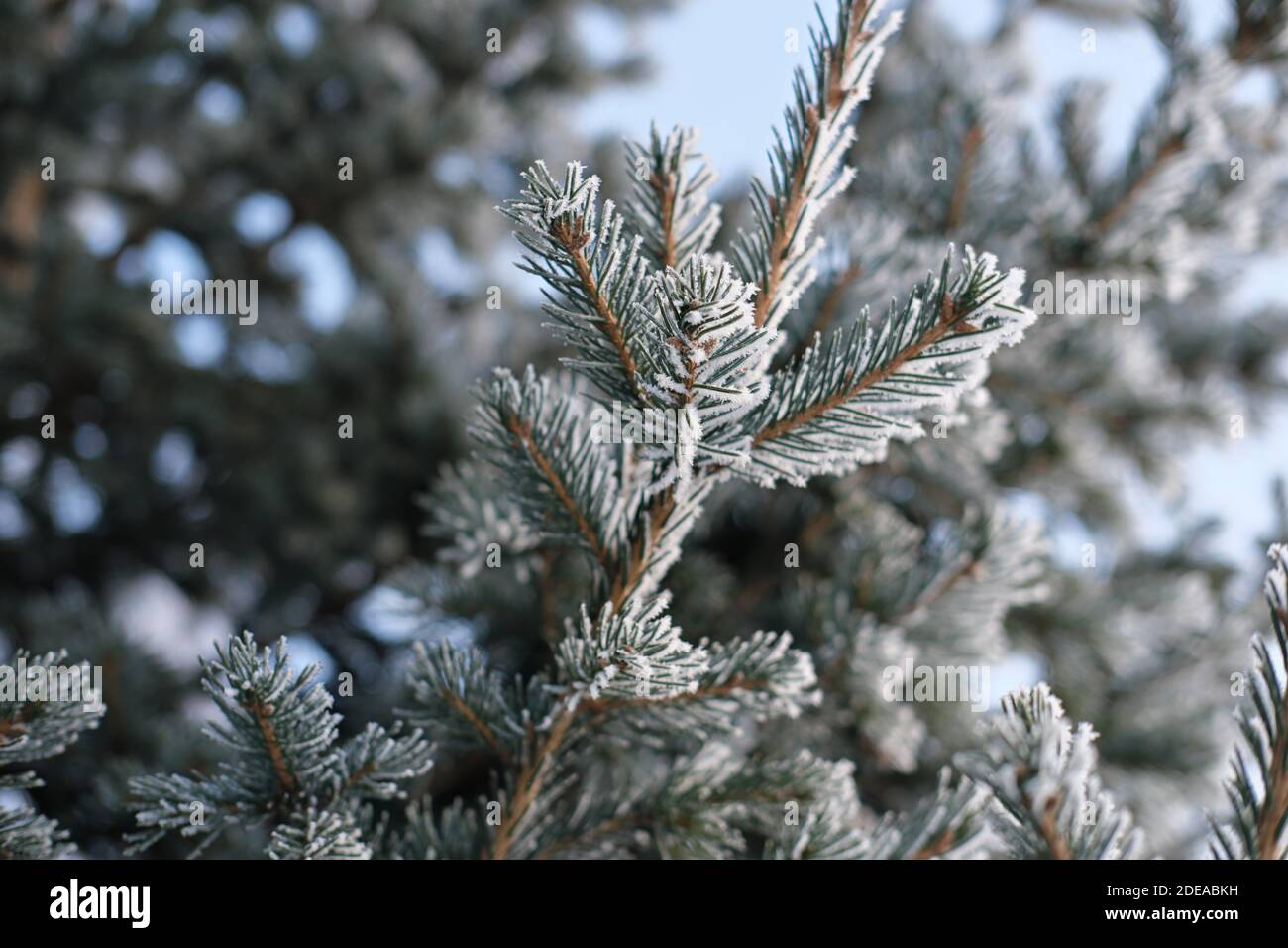 Cristmas background with fir tree branches .Winter forest background ...
