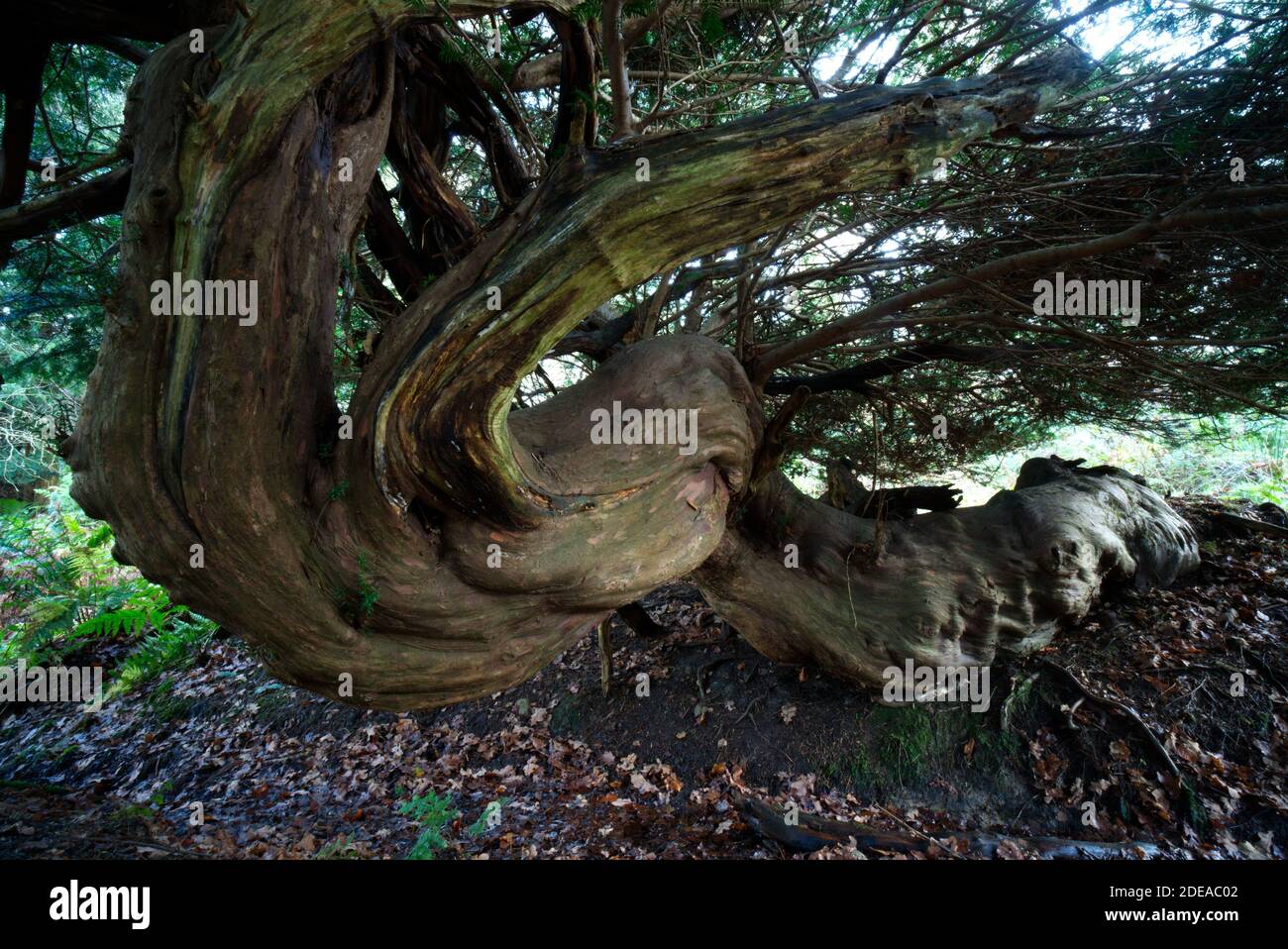 Callendar Wood - Forestry and Land Scotland. Callendar Woods are part ...
