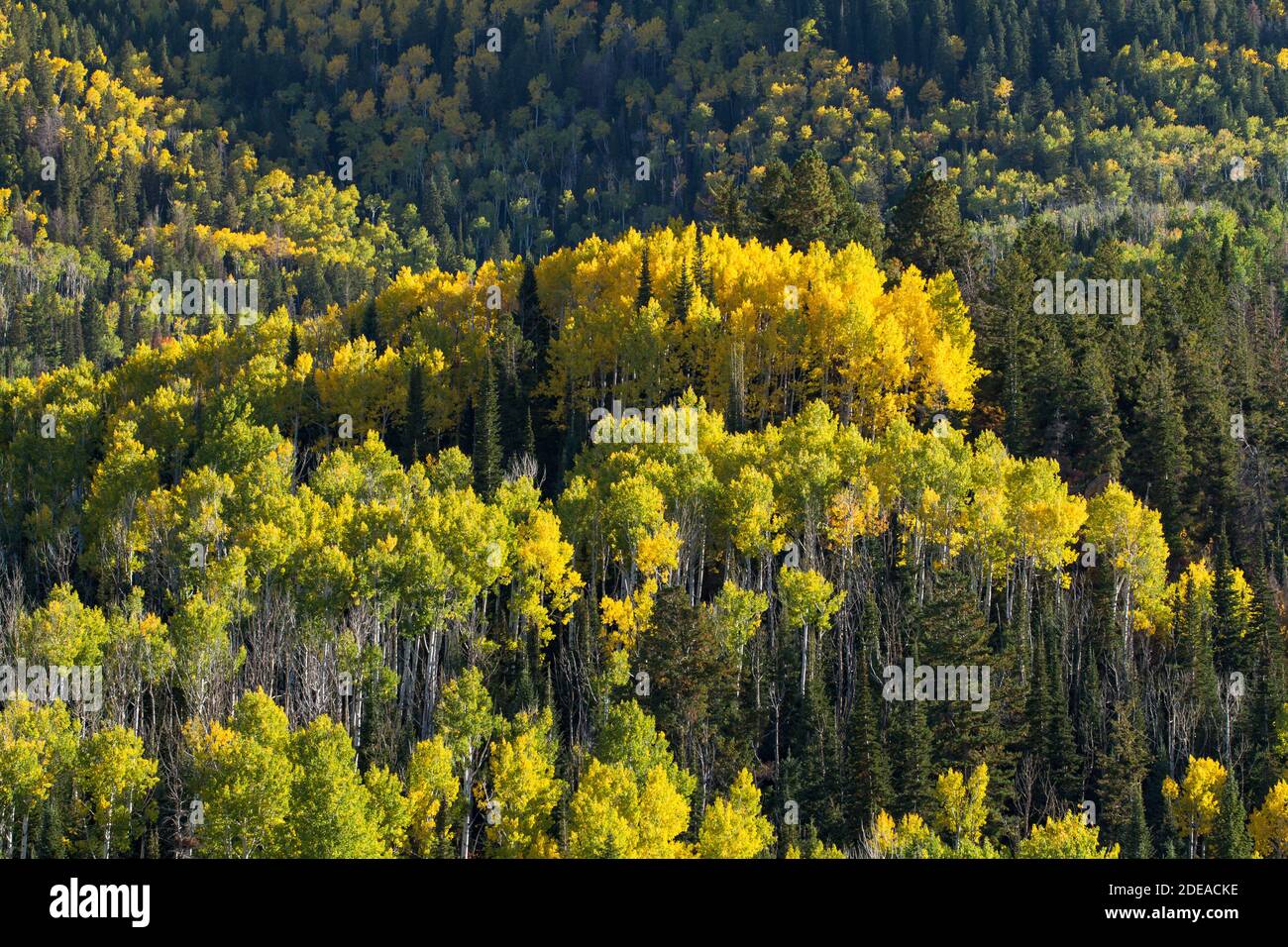 Quaking aspen trees in fall colors in the Manti-La Sal National Forest ...