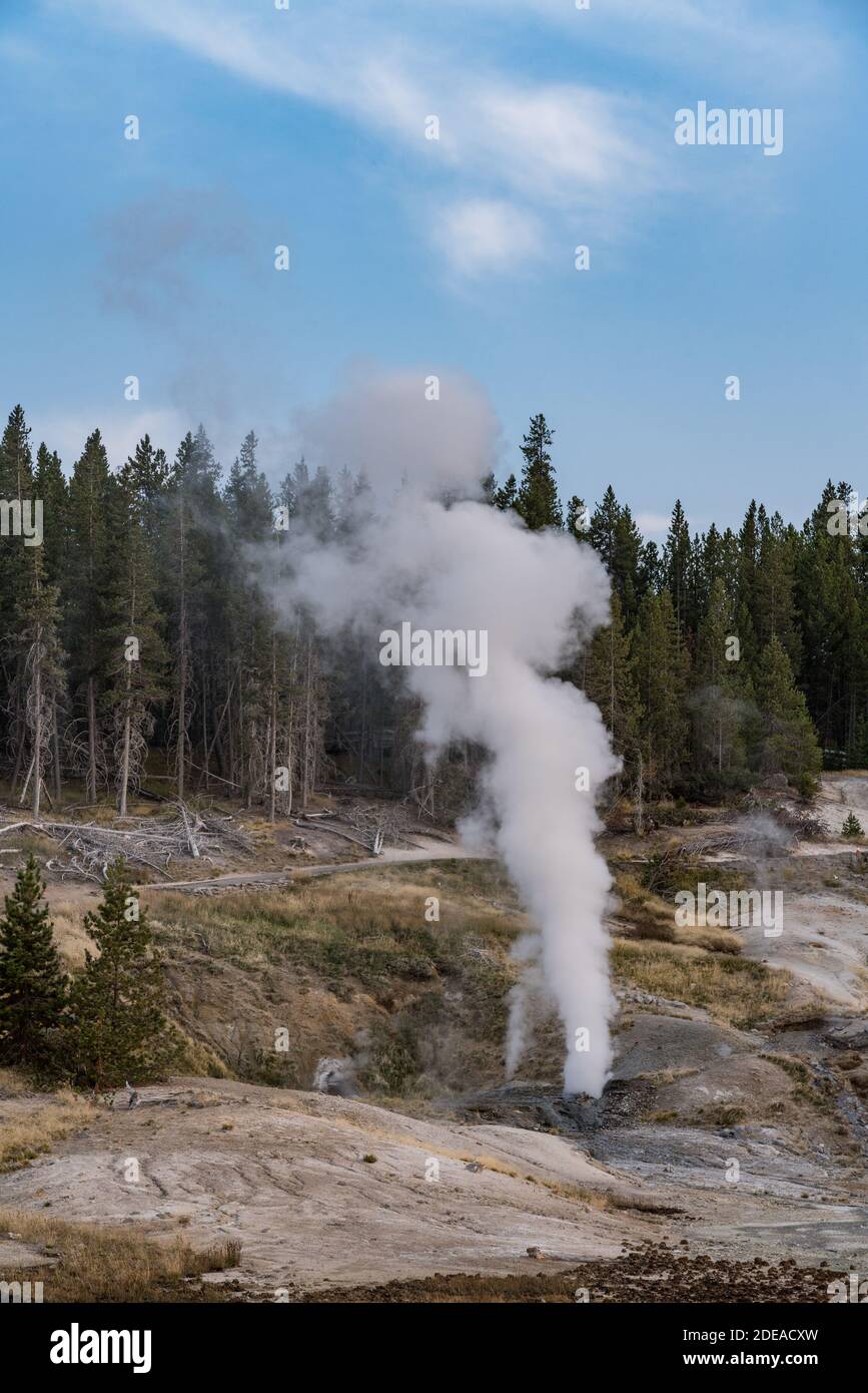 Ledge Geyser in the Porcelain Basin of the Norris Geyser Basin in ...