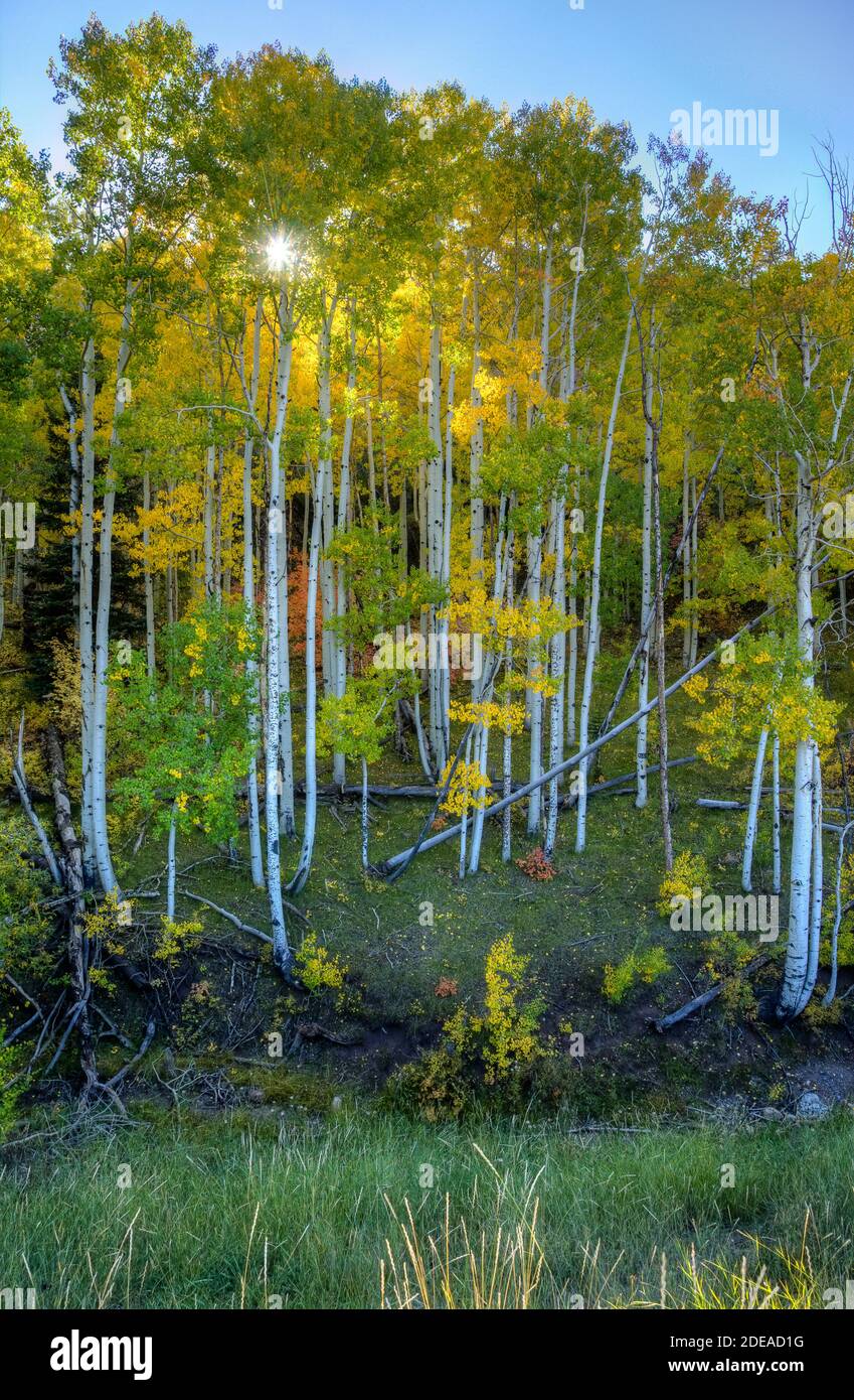 Quaking aspen trees in fall colors in the Manti-La Sal National Forest ...