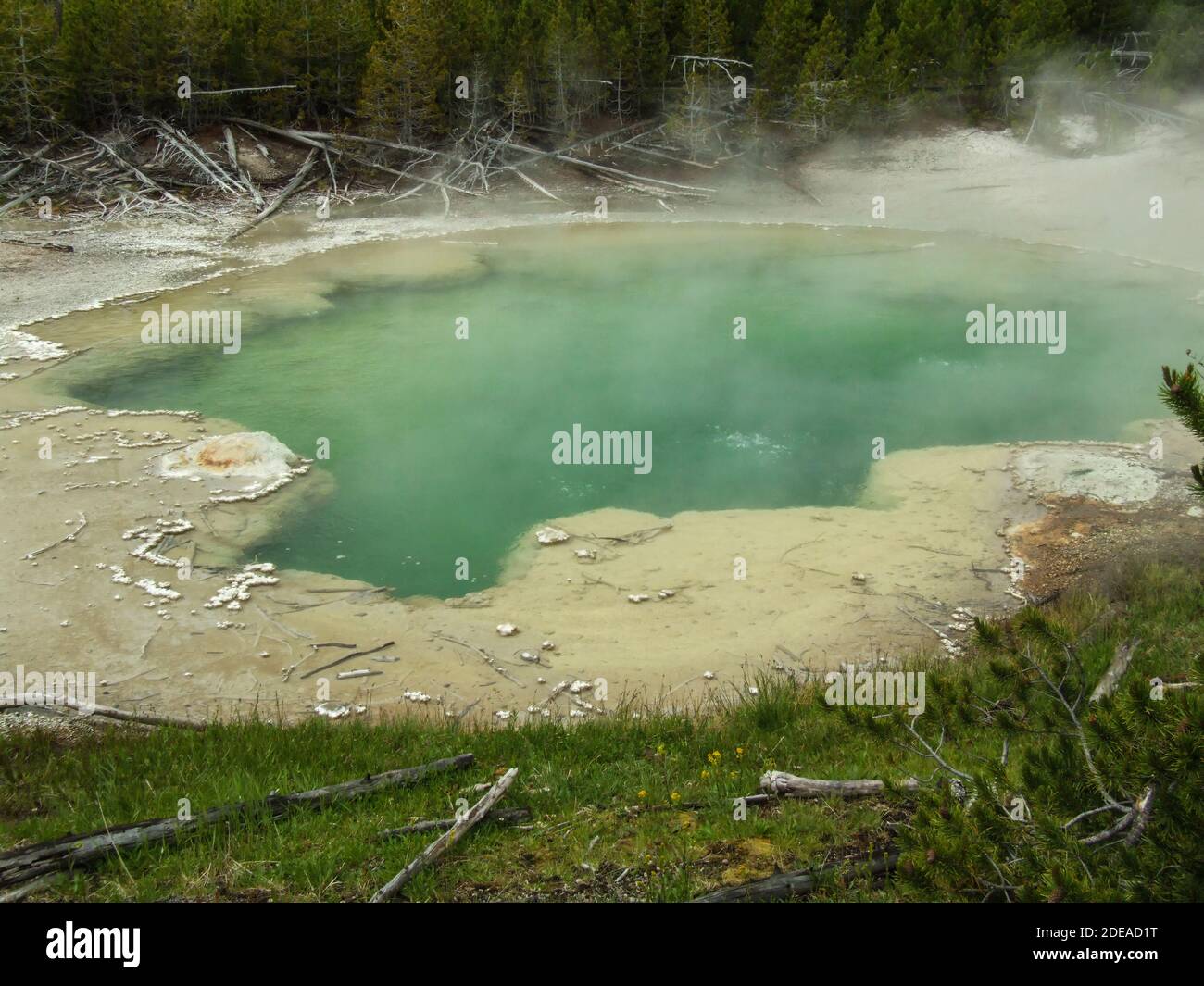 Steaming, bubbling Emerald Spring, Norris Geyser Basin, Yellowstone ...