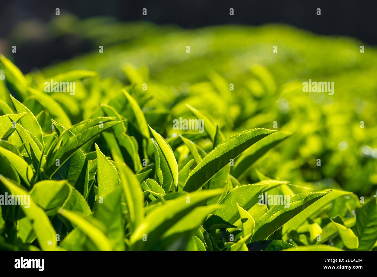Fresh green tea bud and leaves close-up, tea plantation, India Stock ...
