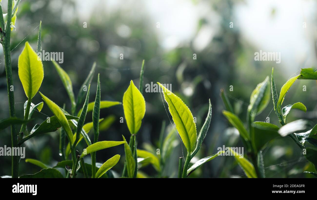 Tea sprouts hi-res stock photography and images - Alamy