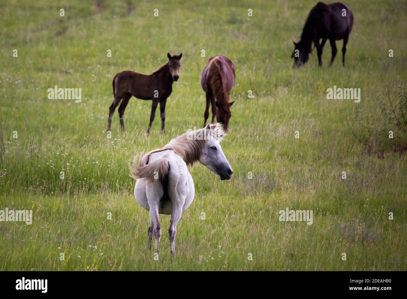 Grazing Sandalwood Ponies in Puru Kambera from the Lesser Sunda Islands ...