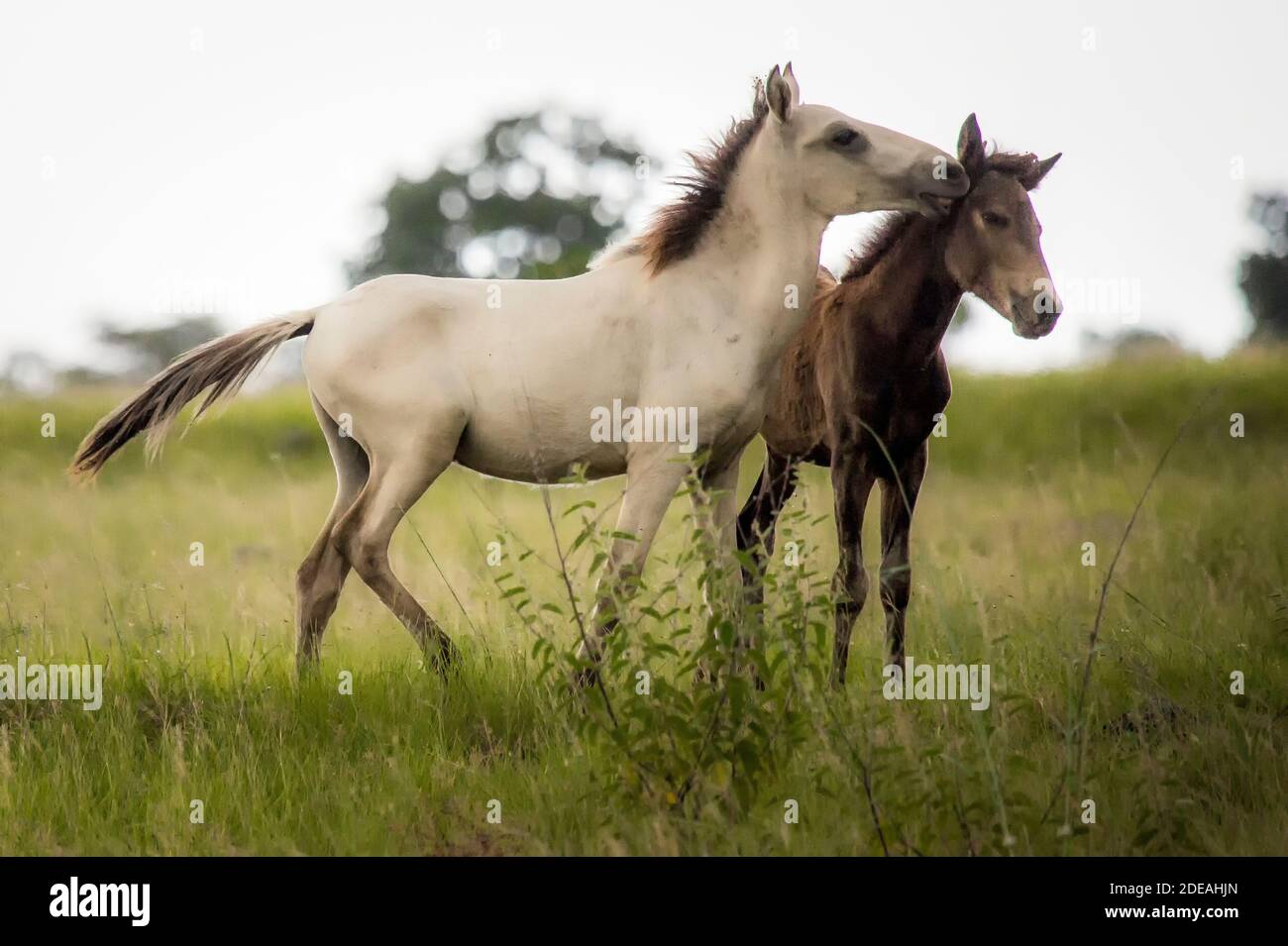 Endemic Sandalwood ponies in te Puru Kambera Savanna of the Lesser ...