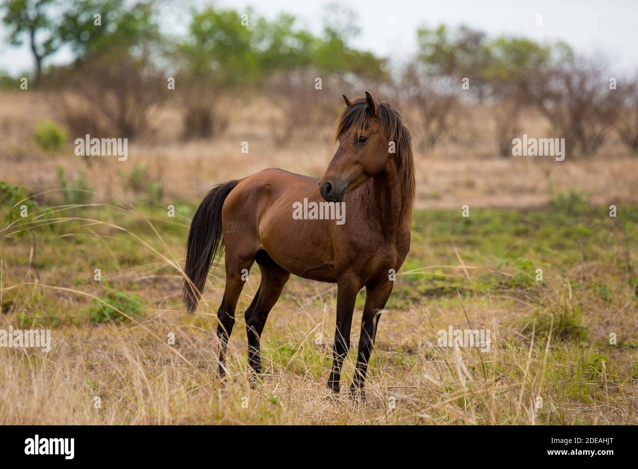 Sumba lesser sunda islands hi-res stock photography and images - Alamy