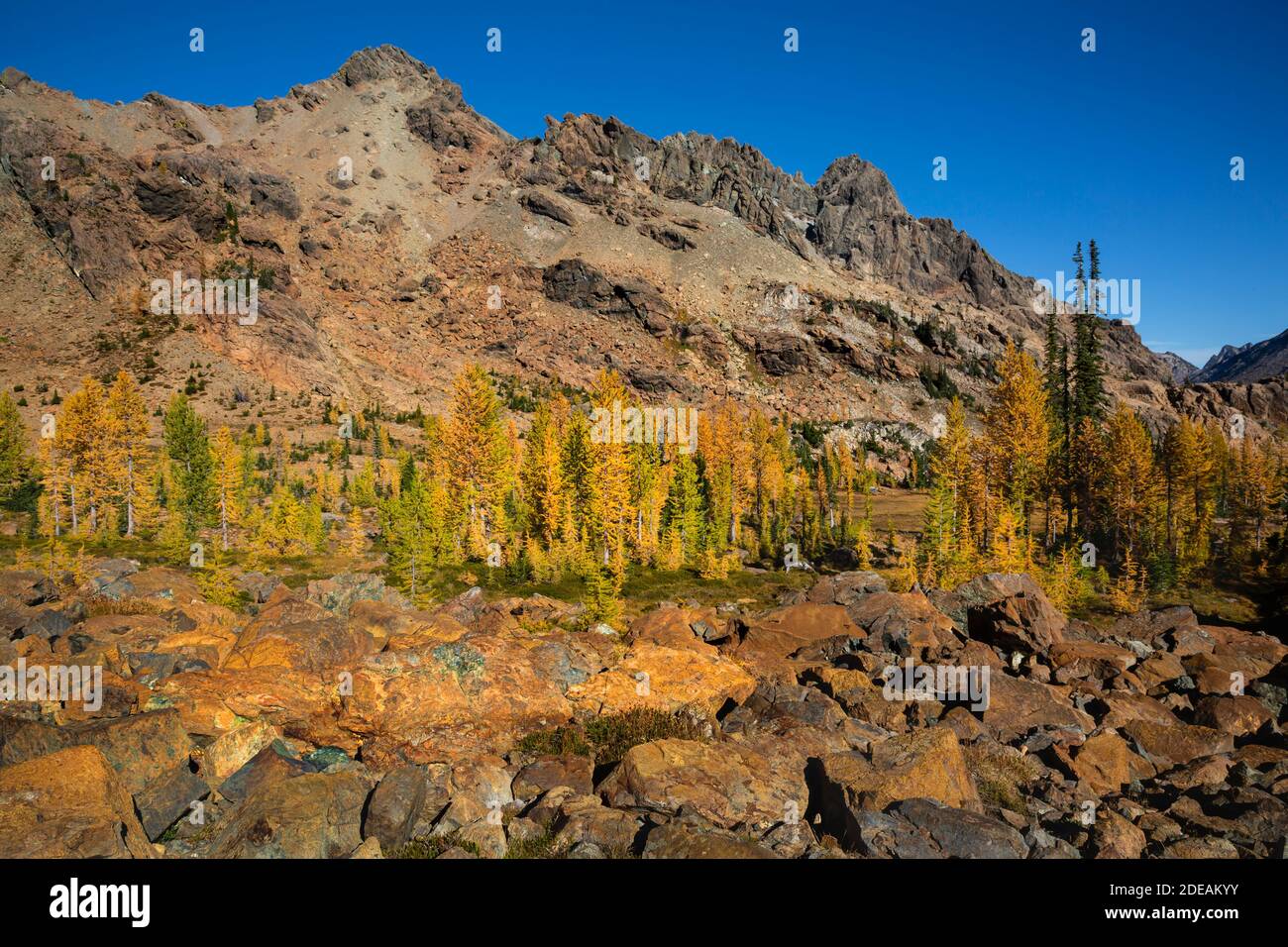 WA18577-00...WASHINGTON - Fall color on a subalpine larch tree located ...