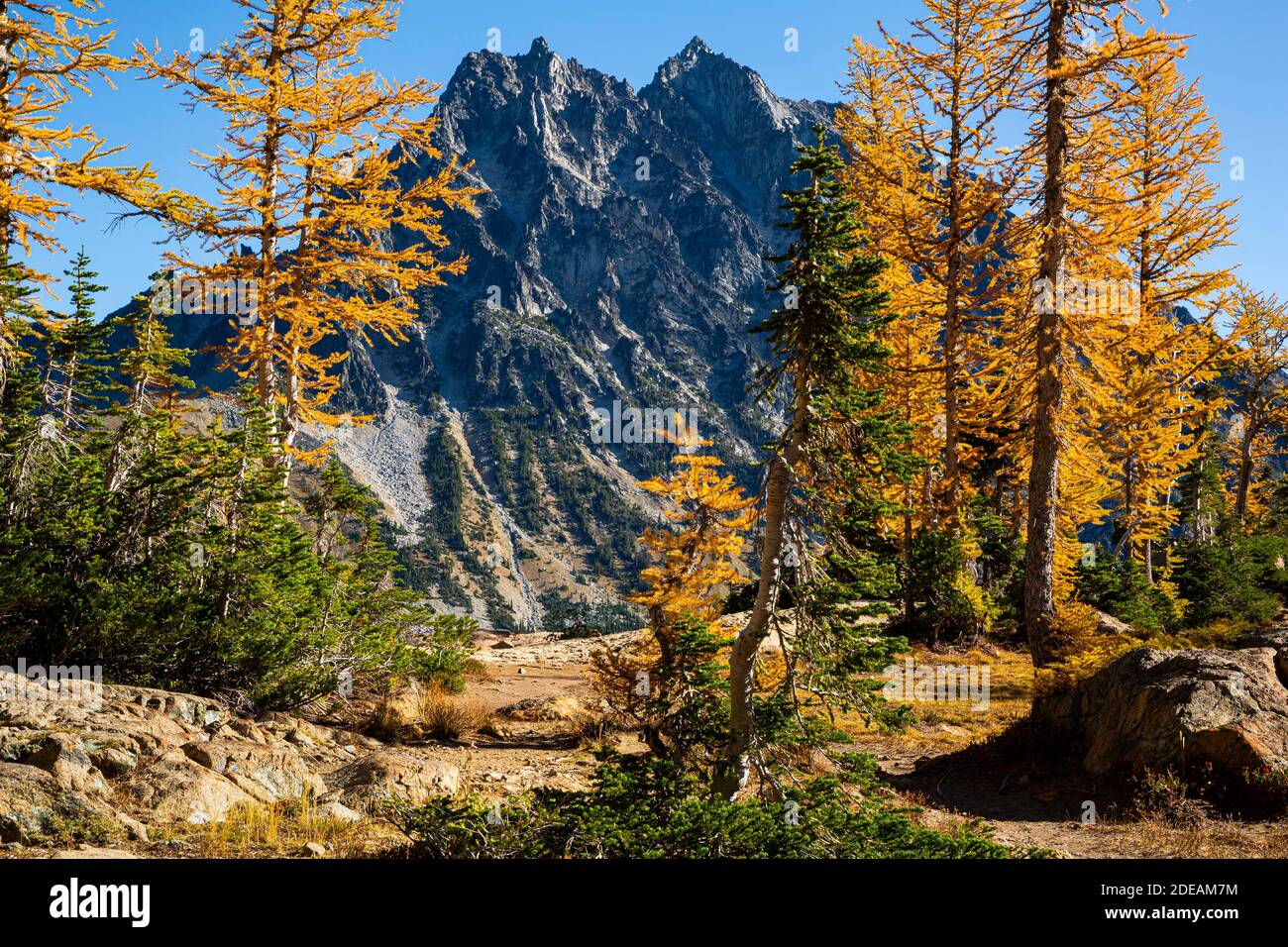 WA18576-00...WASHINGTON - Alpine larch in brilliant fall color framing ...
