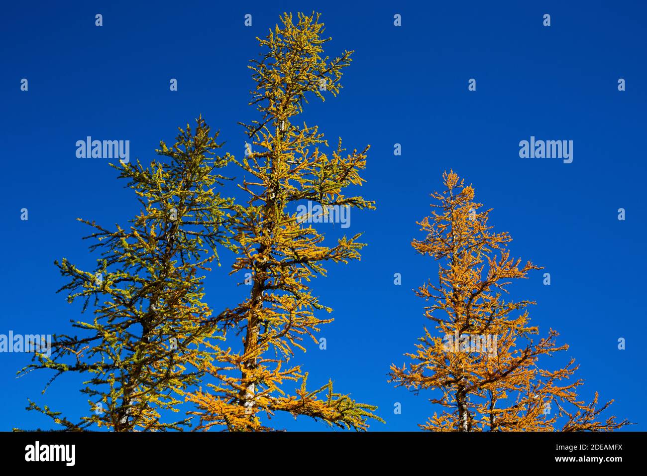 WA18580-00...WASHINGTON - Subalpine larch trees in different stages of ...