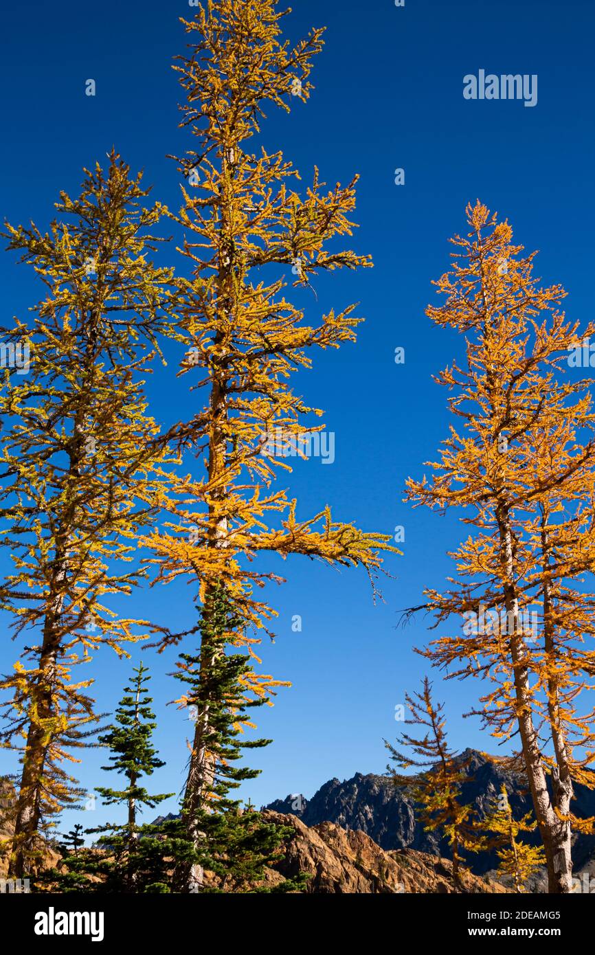 Skinny tree crown hi-res stock photography and images - Alamy