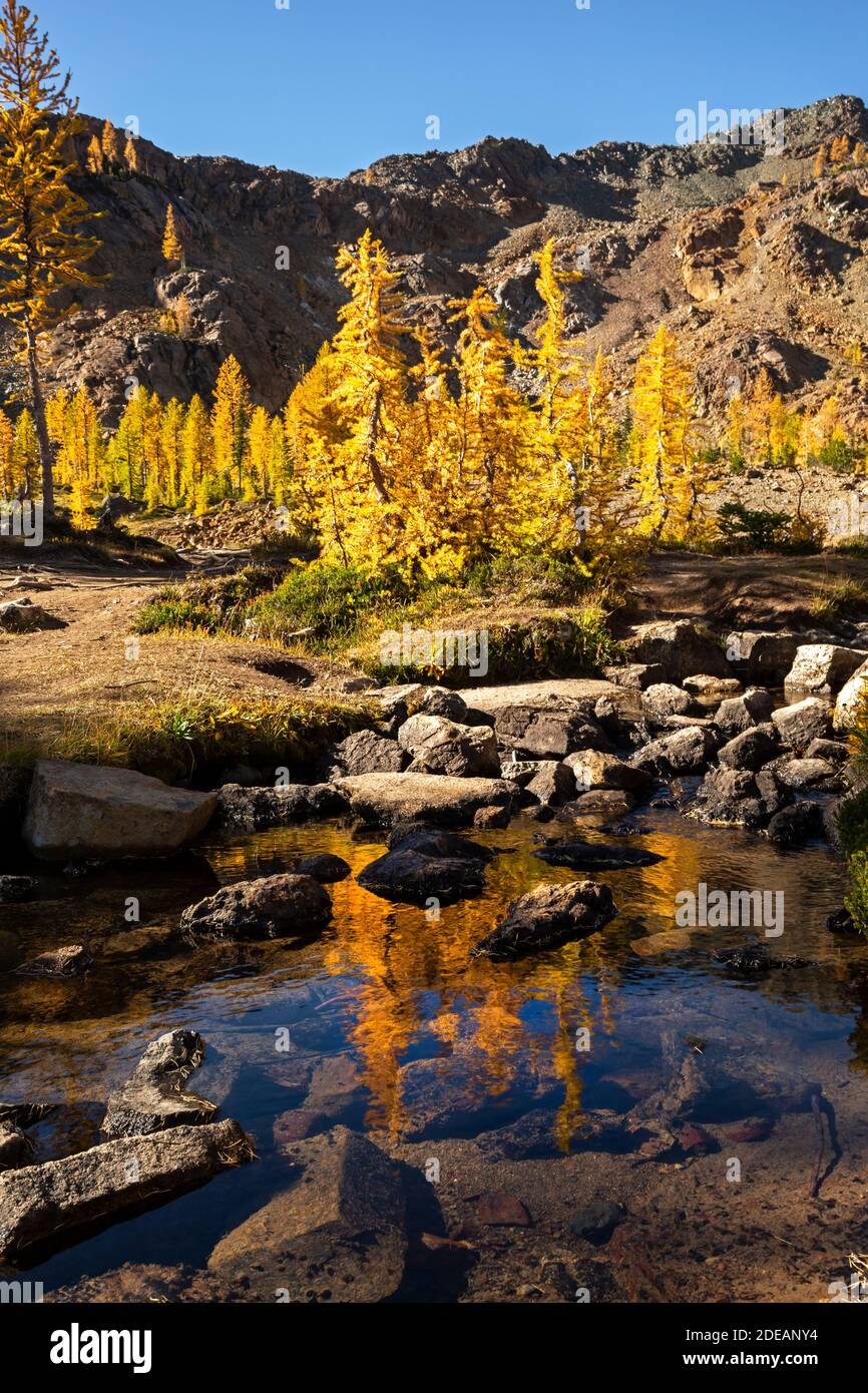 Groves of subalpine larch hi-res stock photography and images - Alamy